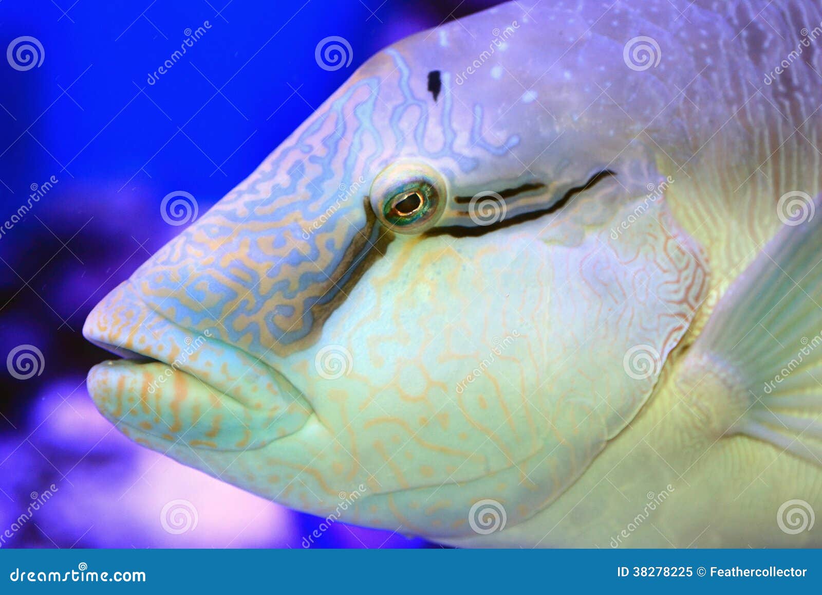 Humphead wrasse stock image. Image of undulatus, tourist - 38278225