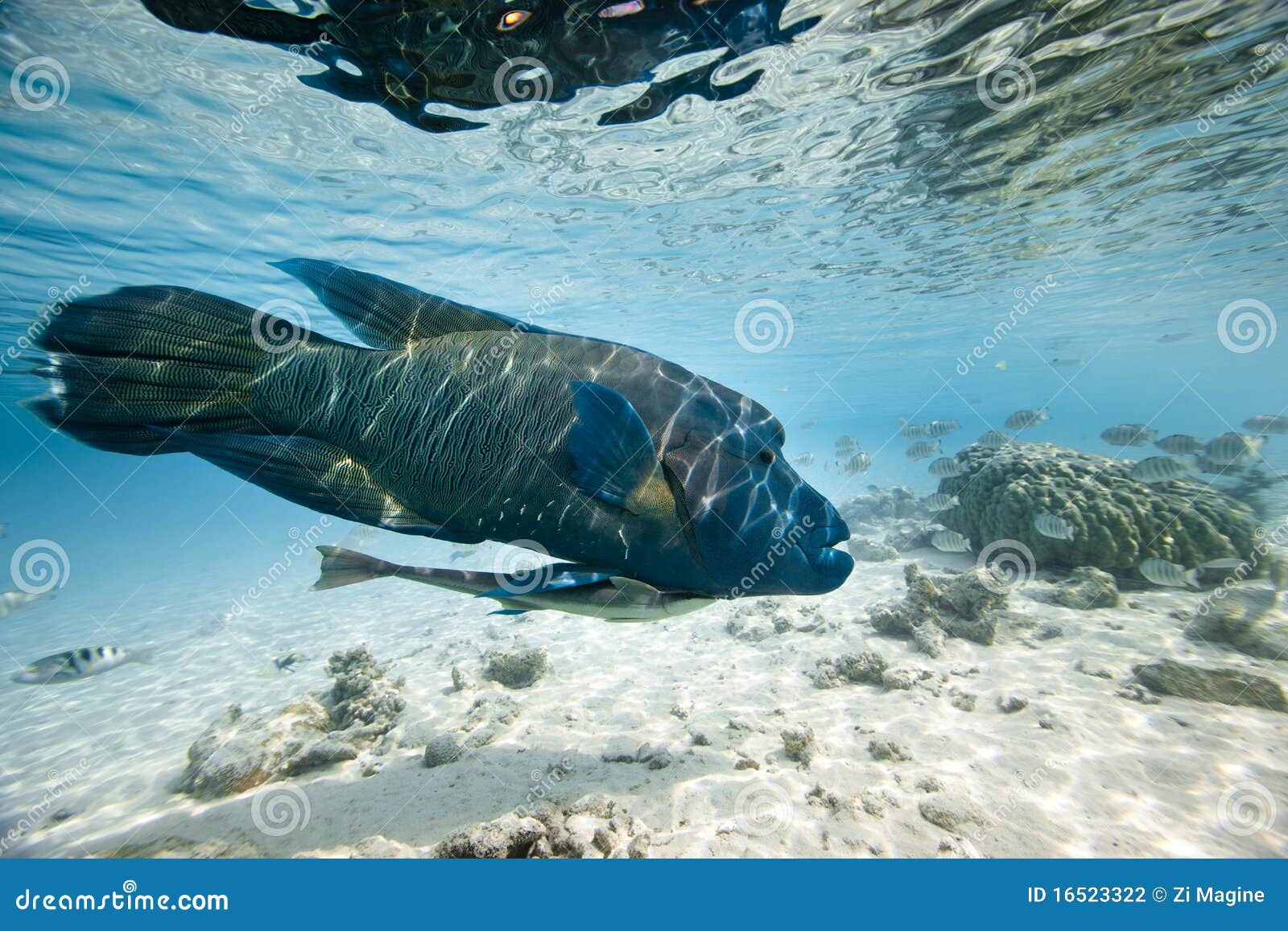 Humphead Wrasse Swimming In The Great Barrier Reef Stock Image ...