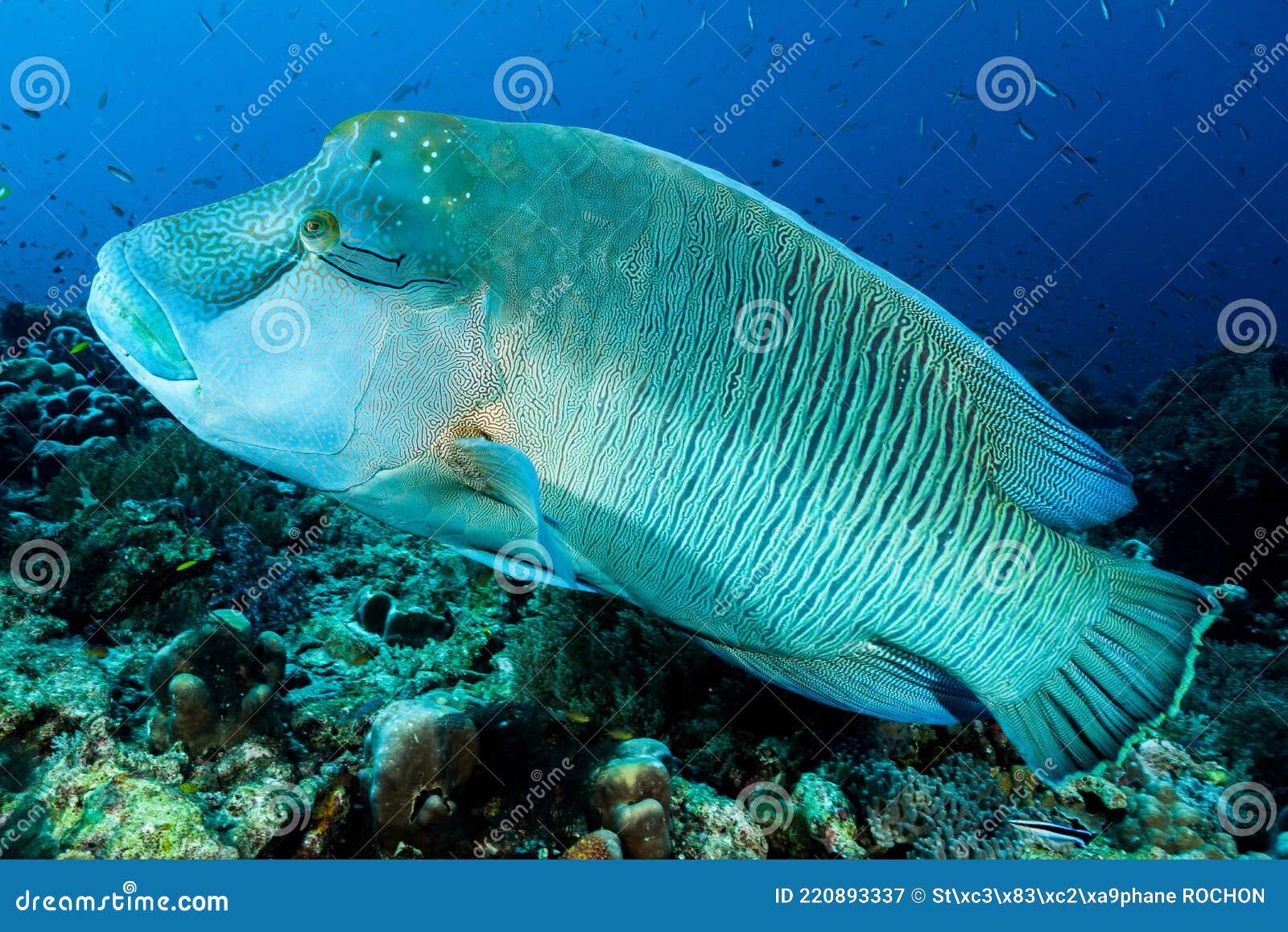 Humphead wrasse fish stock image. Image of environment - 220893337