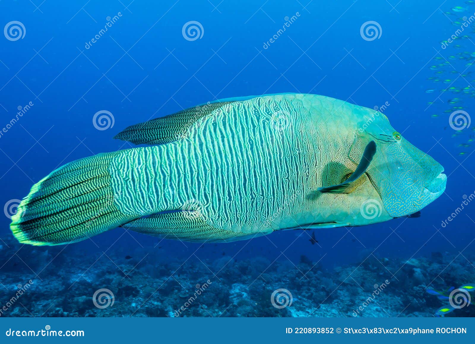 Humphead wrasse fish stock photo. Image of labridae - 220893852