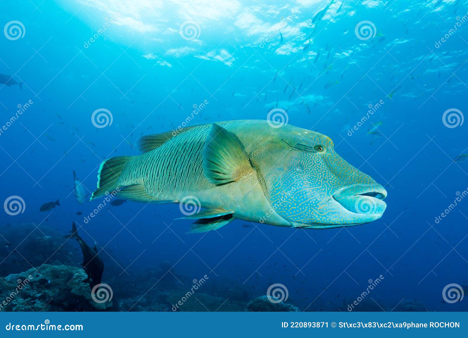 Humphead wrasse fish stock image. Image of animal, humphead - 220893871