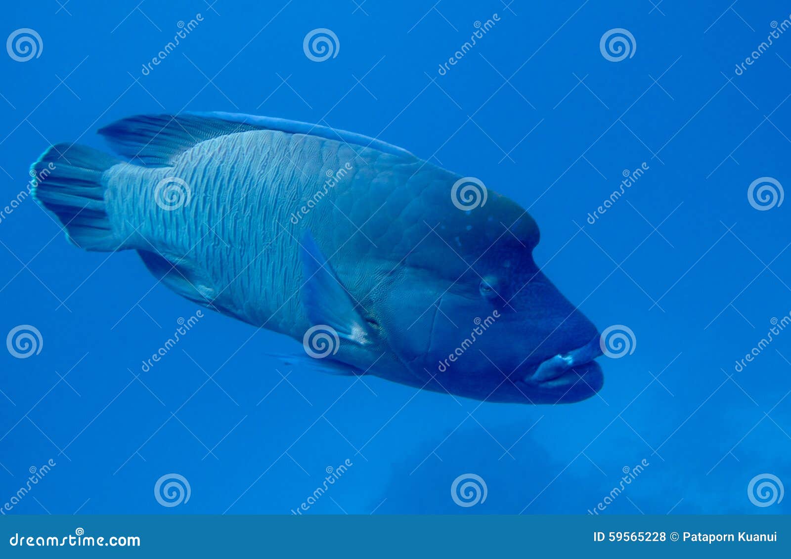 Humphead wrasse stock photo. Image of humphead, cheilinus - 59565228