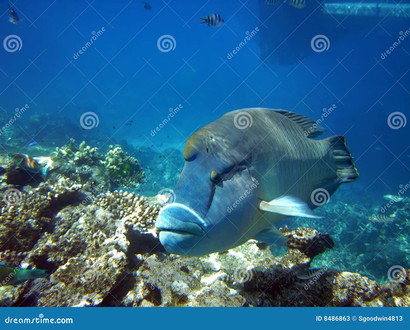 Humphead Wrasse at the Great Barier Reef Australia Stock Image - Image ...