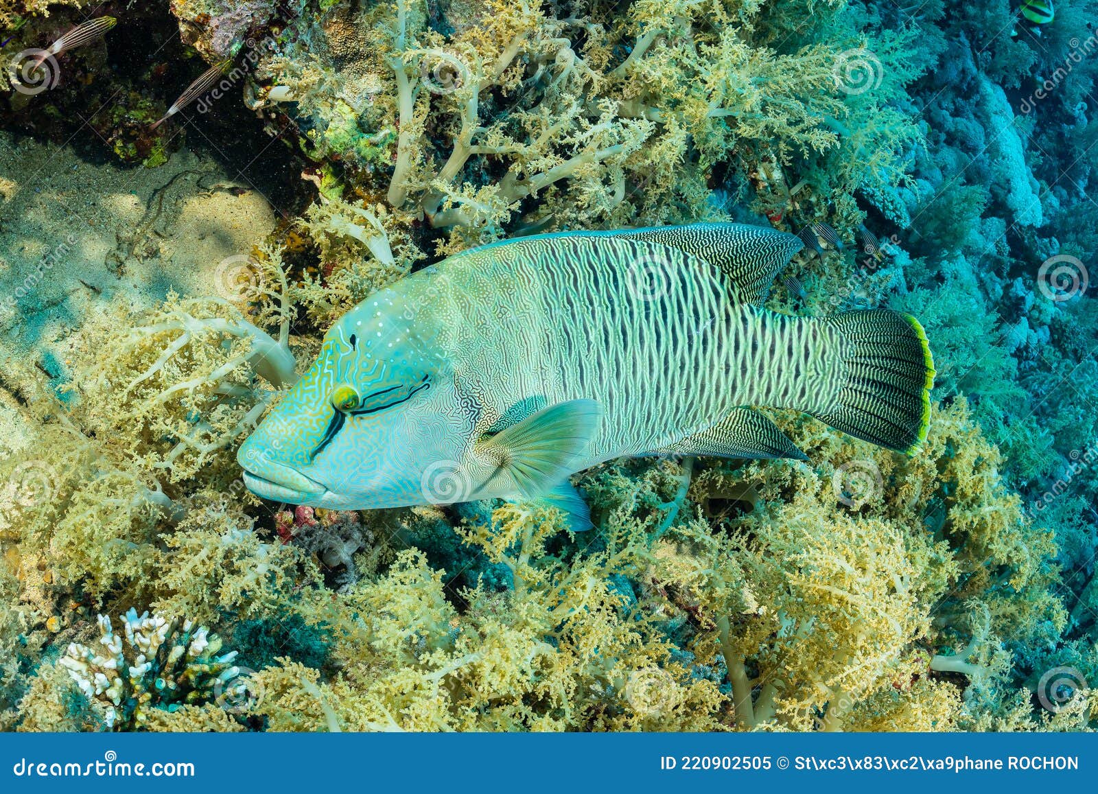 Humphead Wrasse or Napoleon Fish Stock Image - Image of colorful ...