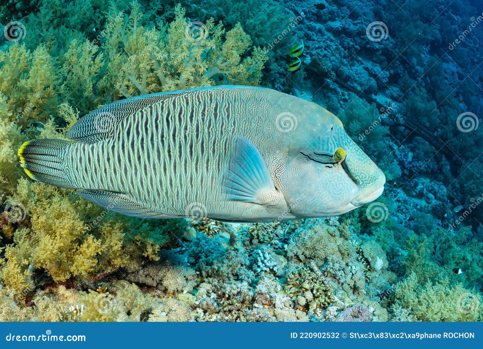 Humphead Or Napoleon Wrasse, Cheilinus Undulatus Stock Photo ...