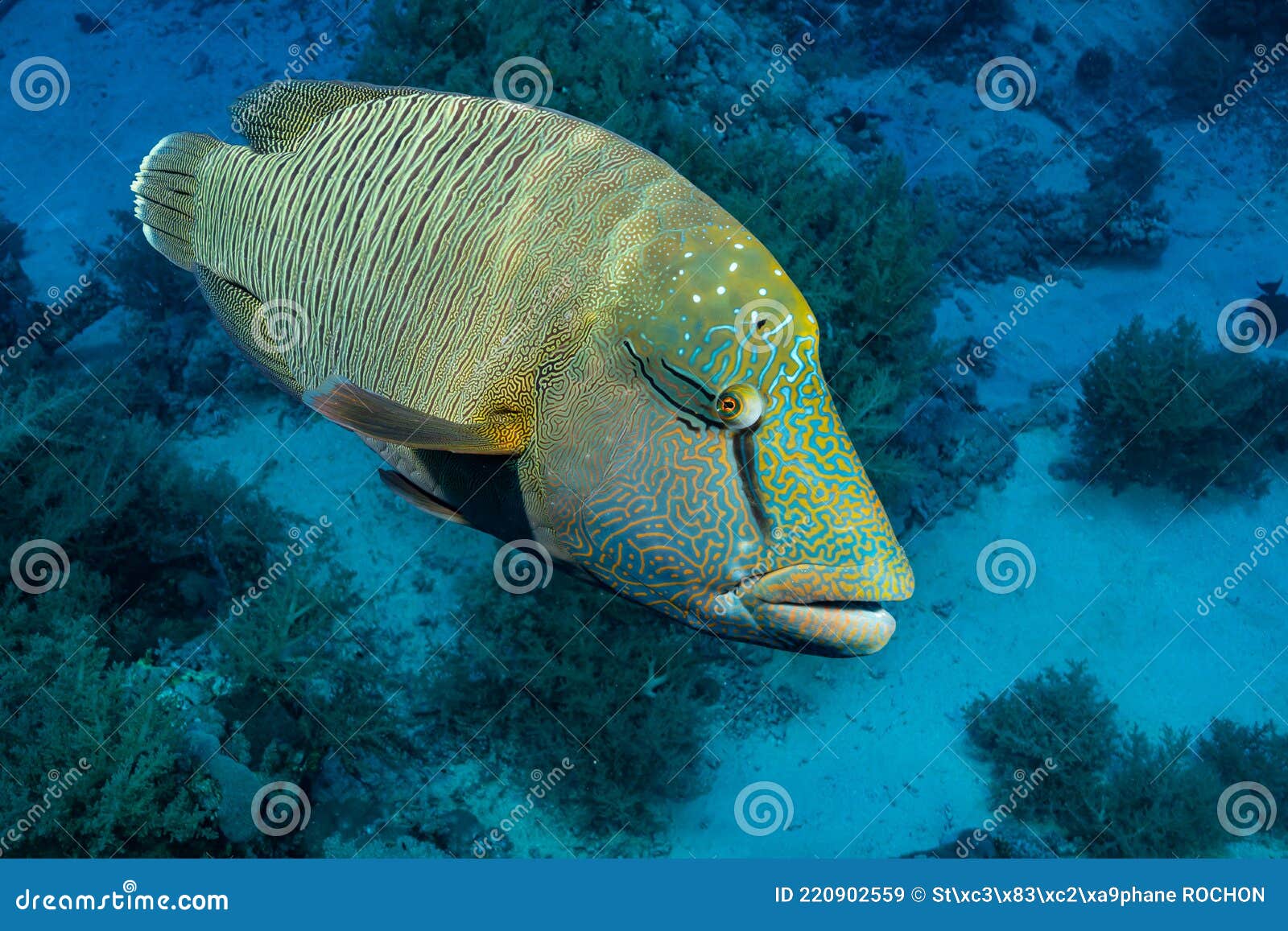 Humphead Wrasse Or Napoleon Fish Stock Photography | CartoonDealer.com ...