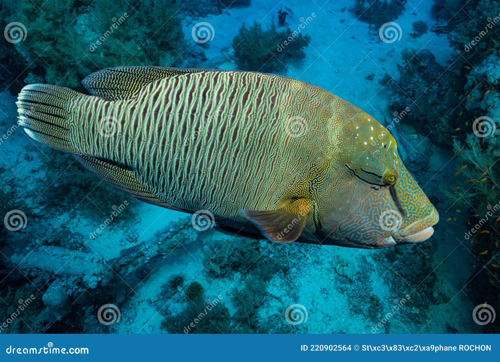 Humphead Or Napoleon Wrasse, Cheilinus Undulatus Stock Photo ...