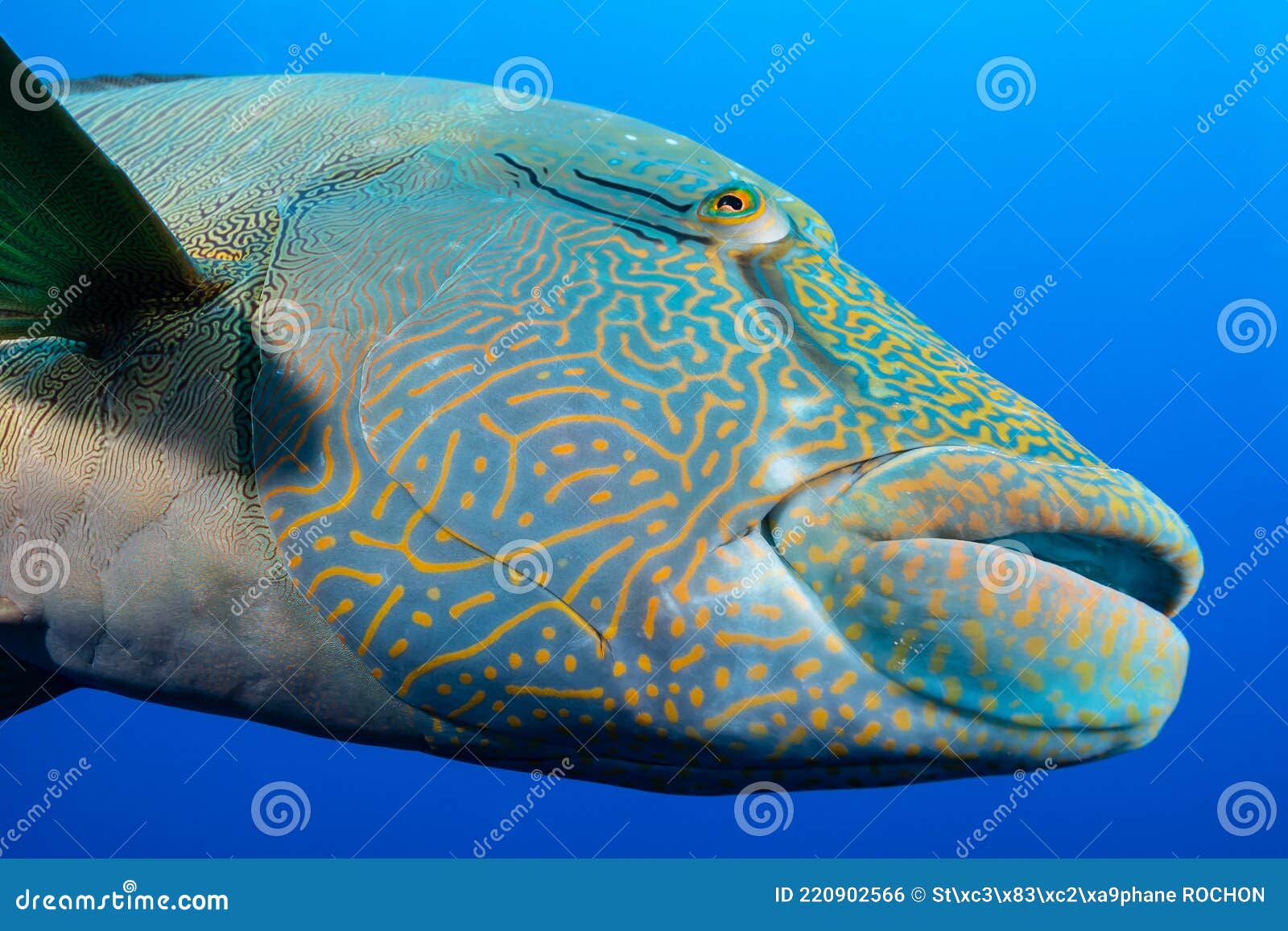 Humphead Or Napoleon Wrasse, Cheilinus Undulatus Stock Image ...