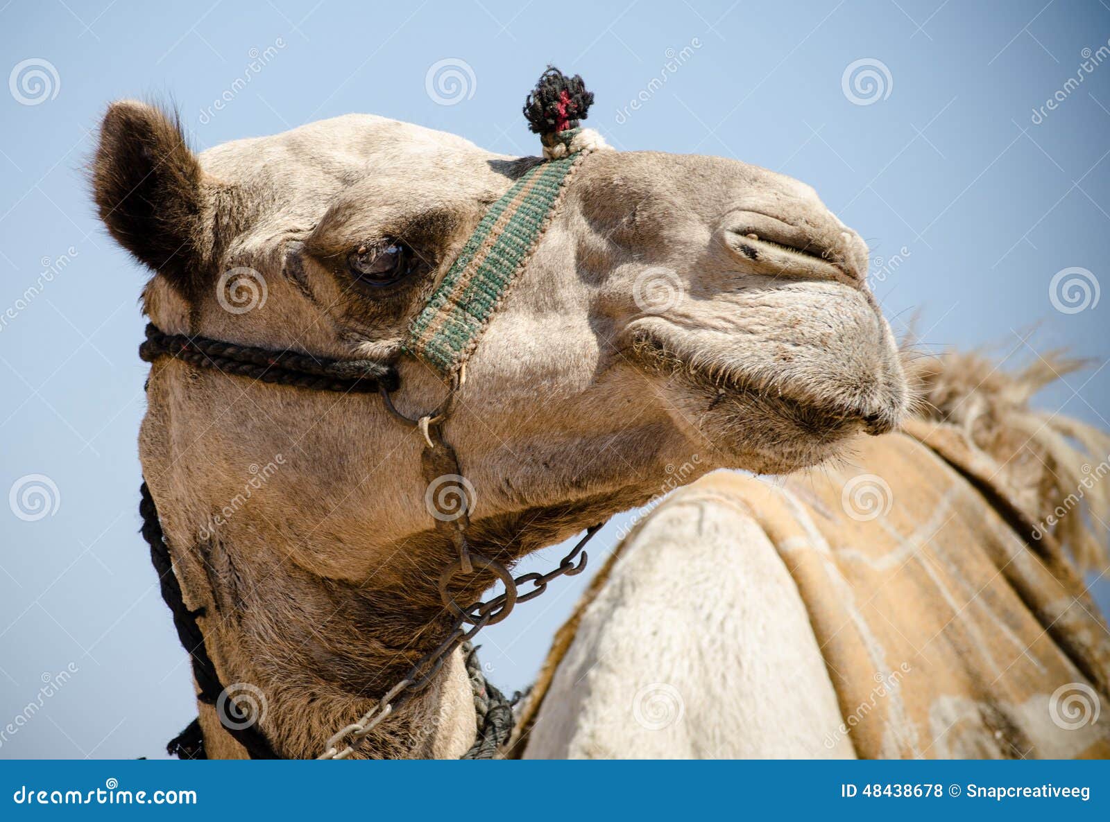 Humpy stock photo. Image of ride, camel, domesticated - 48438678