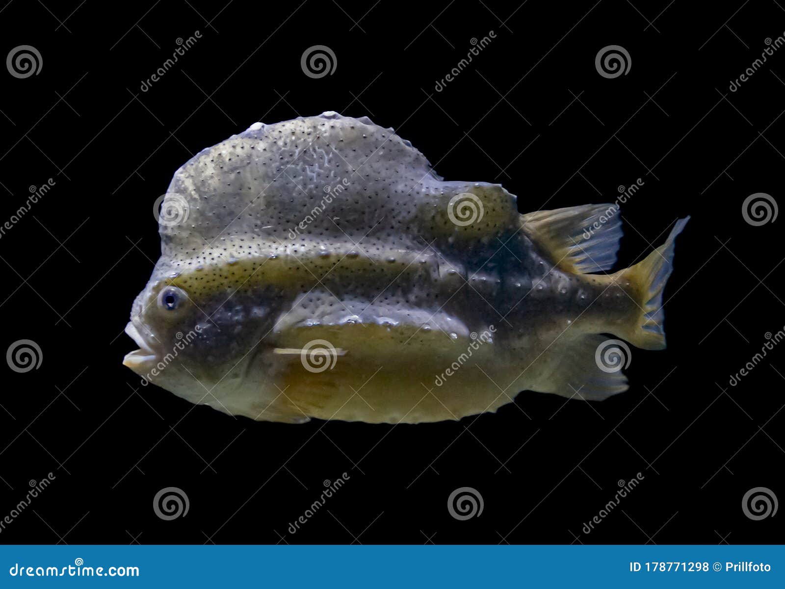 Humpy marine fish stock photo. Image of water, creature - 178771298