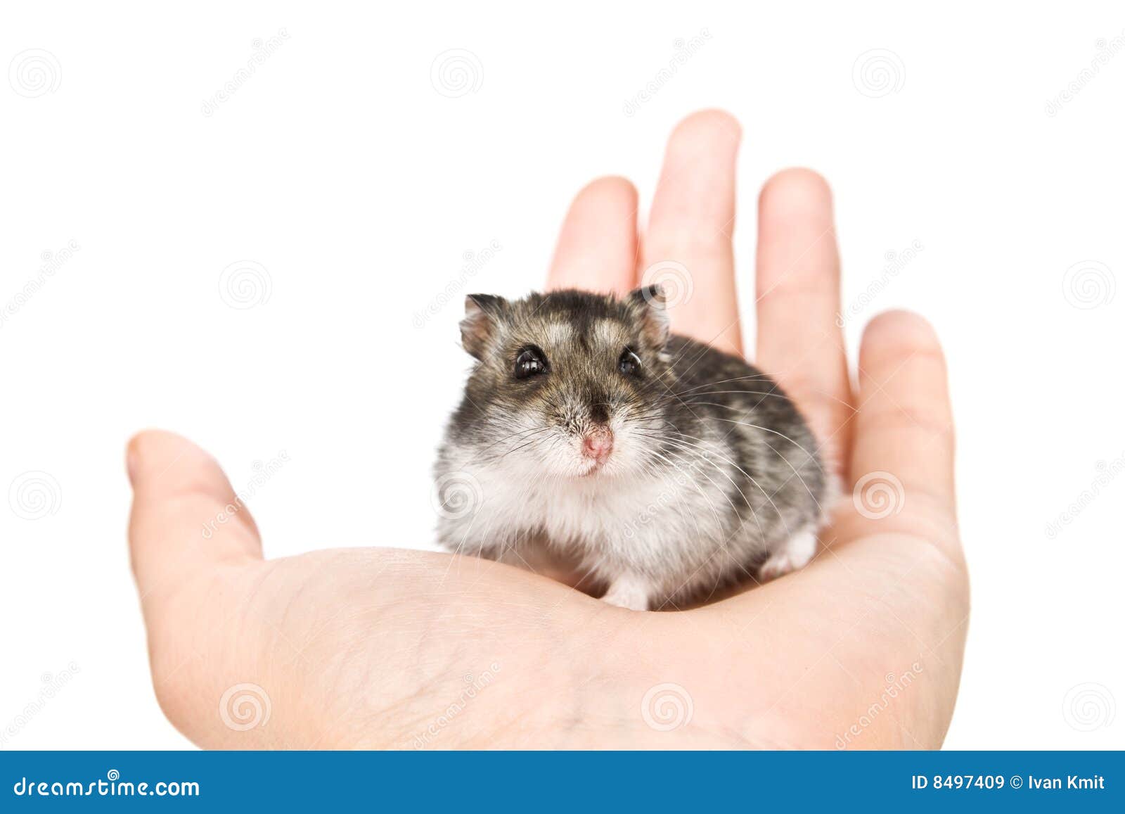 Humster стоковое изображение. изображение насчитывающей ангстрома - 8497409