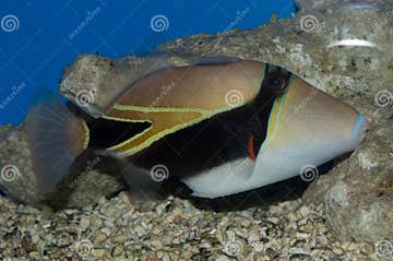 Humu Rectangle Triggerfish stock photo. Image of blue - 91699346
