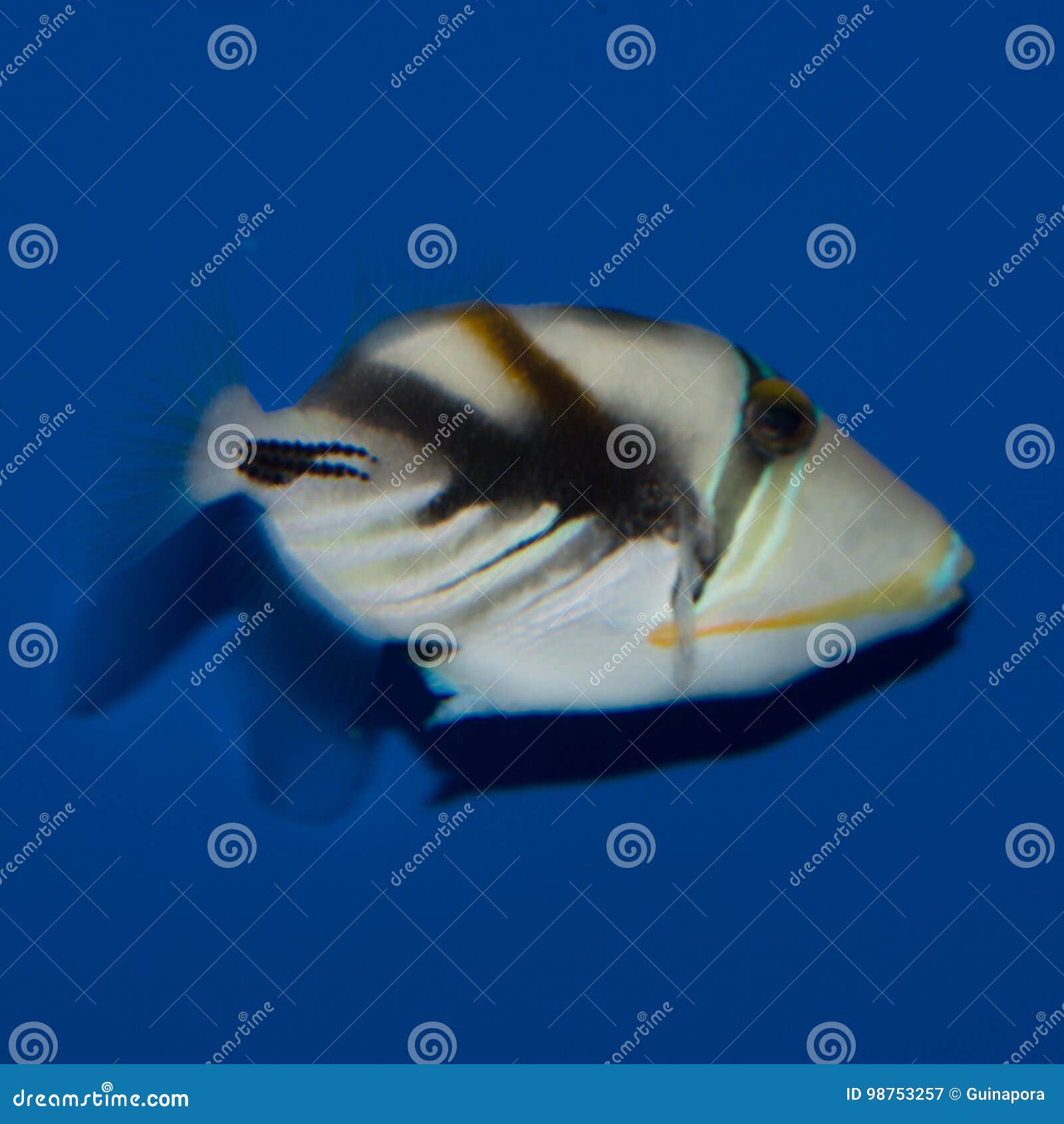 Humu Humu Triggerfish stock afbeelding. Image of duik - 98753257