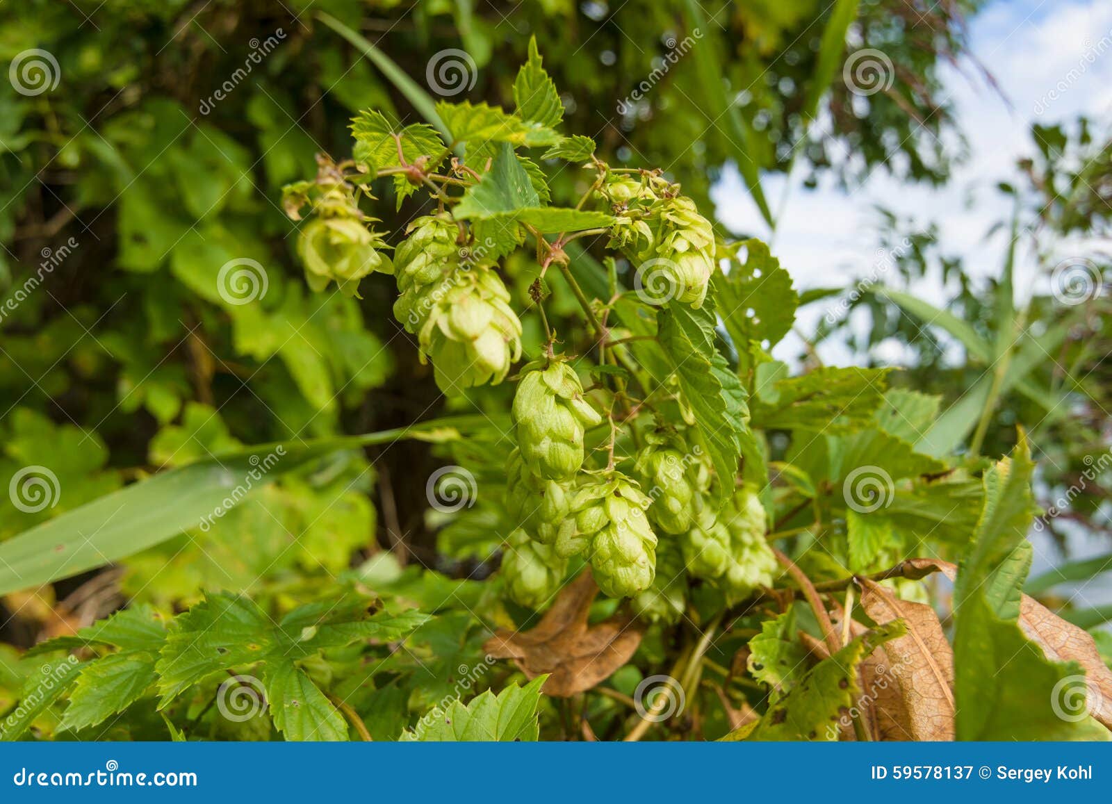 Humulus stock image. Image of herbaceous, ingredient - 59578137