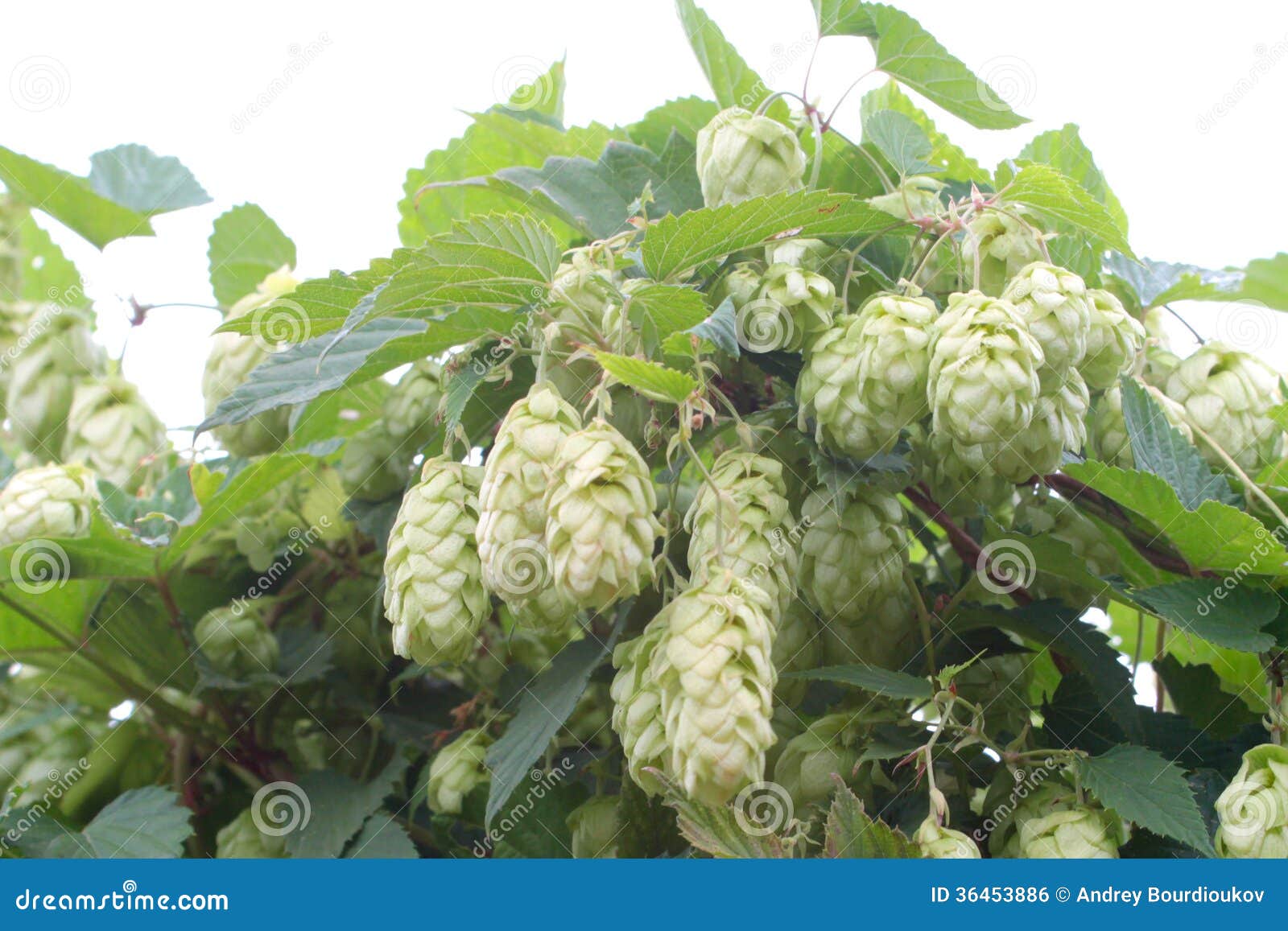 Humulus lupulus fotografia stock. Immagine di giardini - 36453886