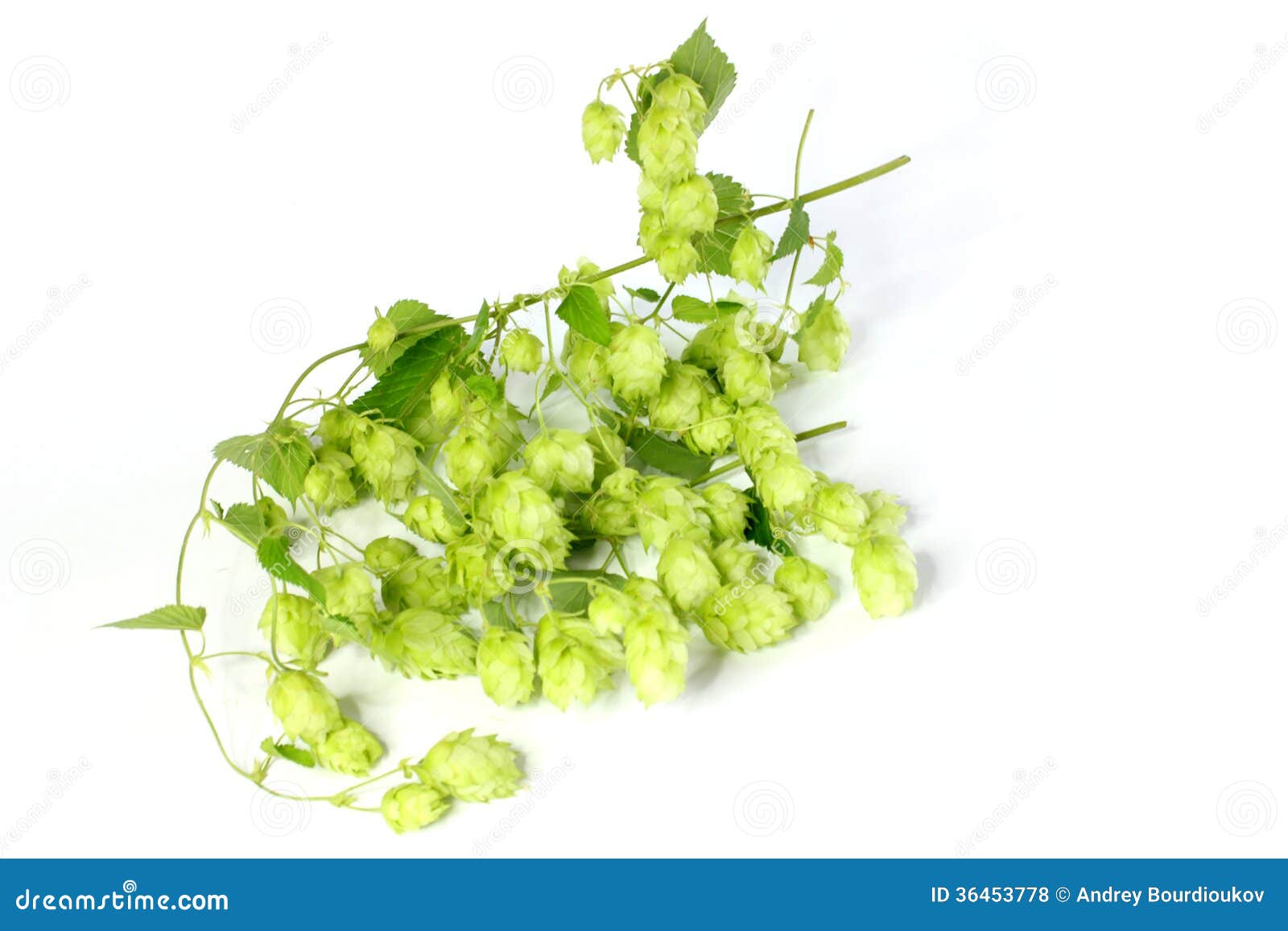 Humulus lupulus stock photo. Image of creeper, agronomy - 36453778
