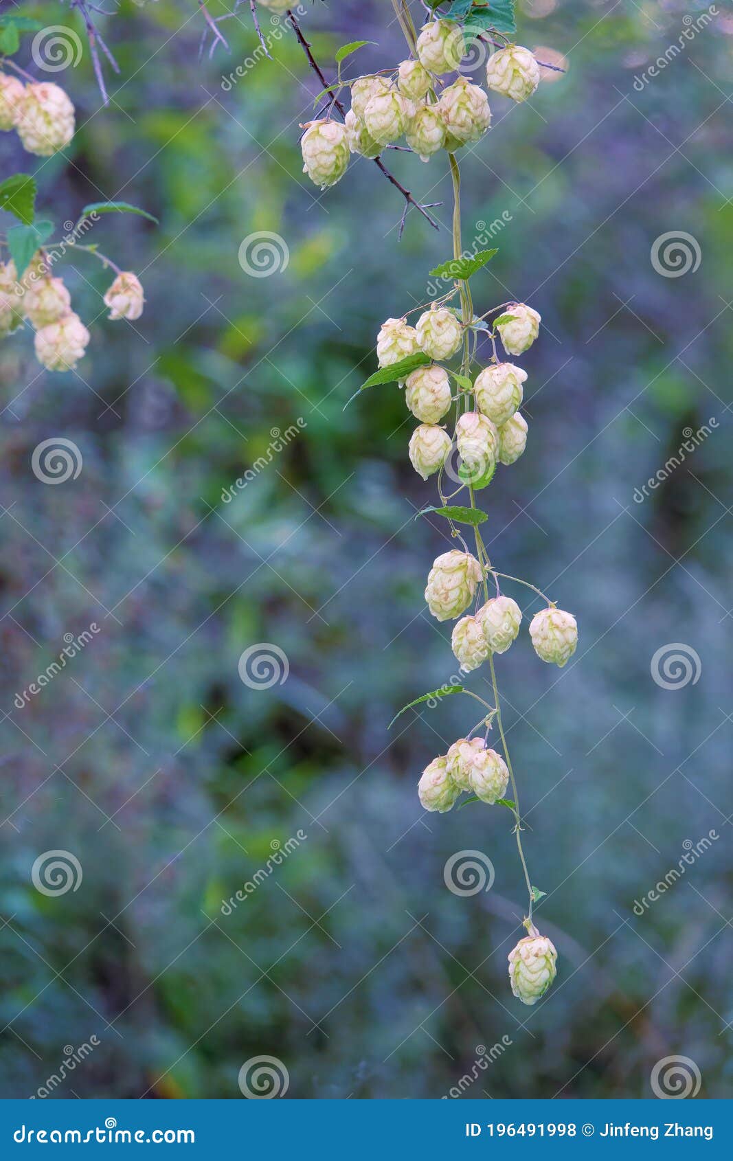 Humulus lupulus stock photo. Image of climbing, nature - 196491998
