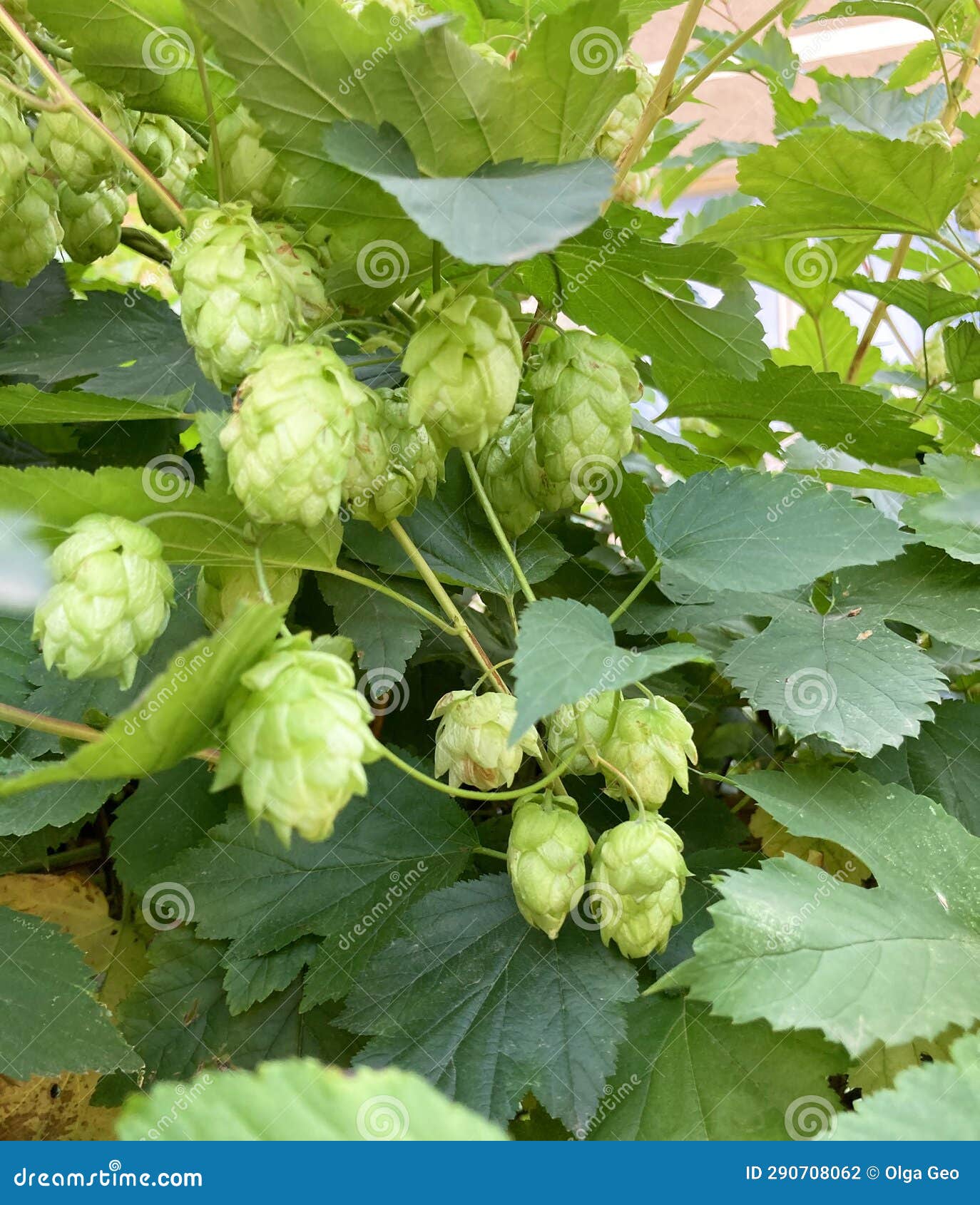 Humulus Lupulus, the Common Hop or Hops Close Up Shot. Stock Photo ...