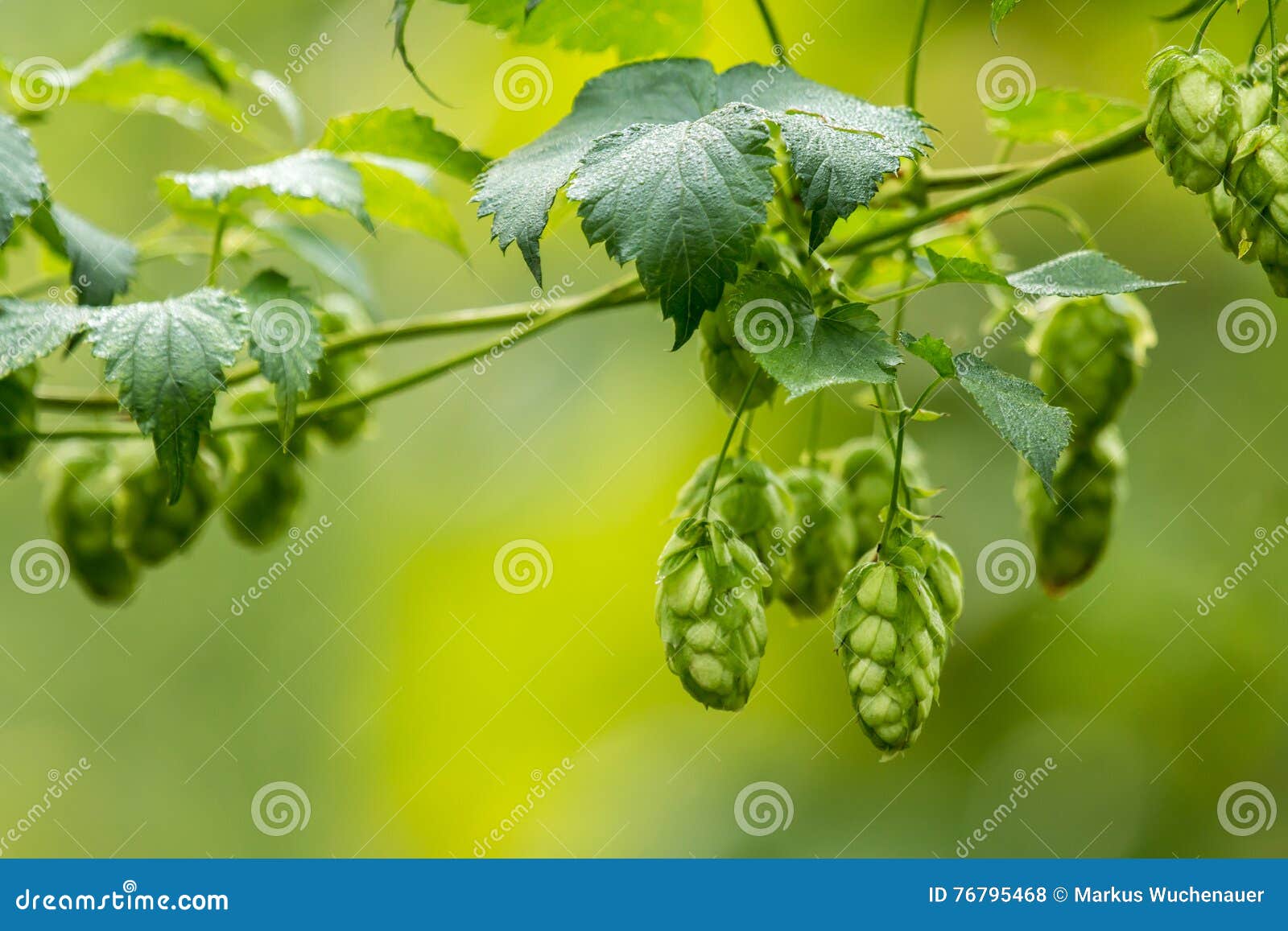 Humulus Lupulus Del Luppolo Fotografia Stock - Immagine di sonno ...