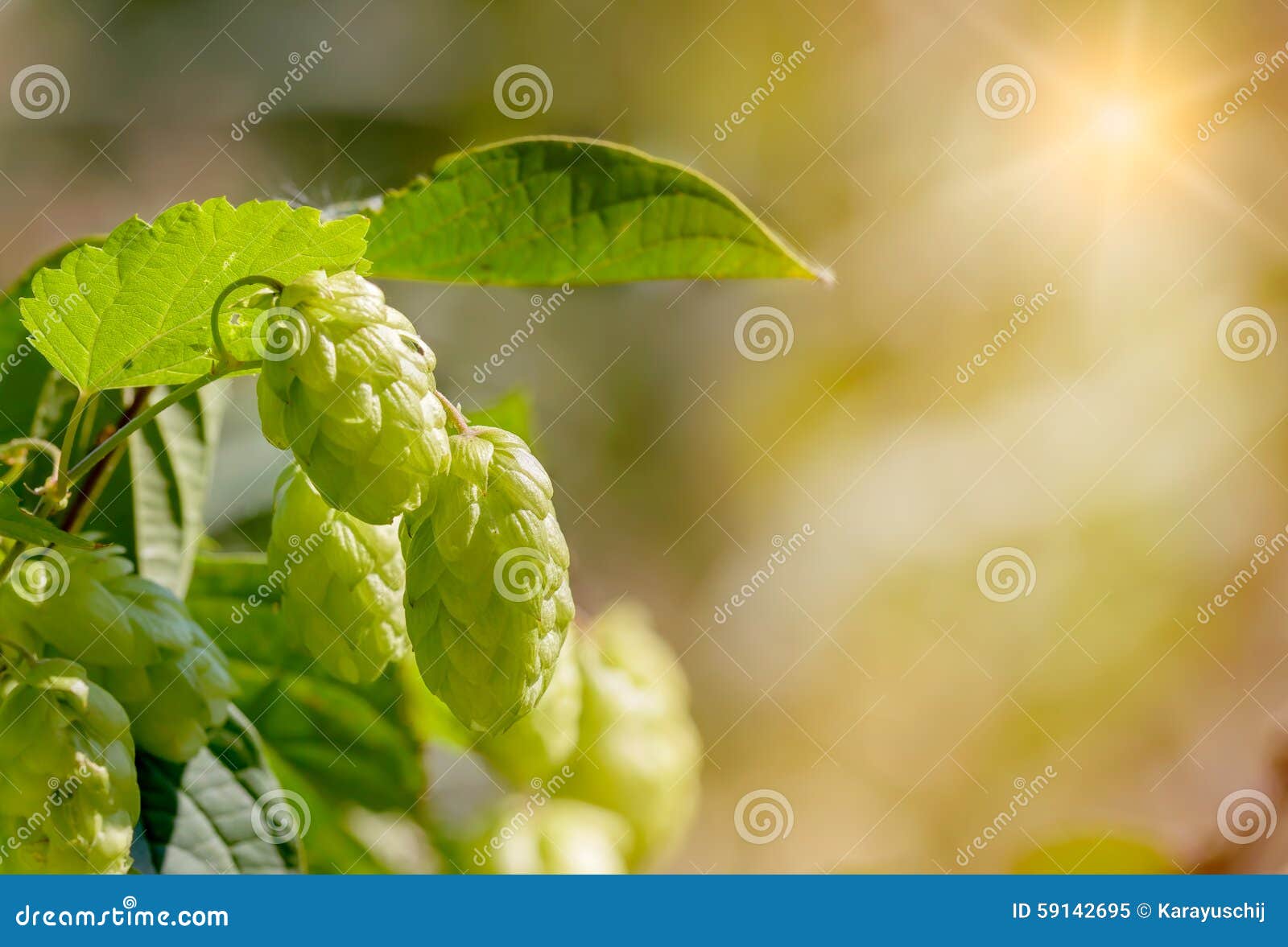 Humulus Lupulus Flowers, Also Called Hops Stock Image - Image of beer ...