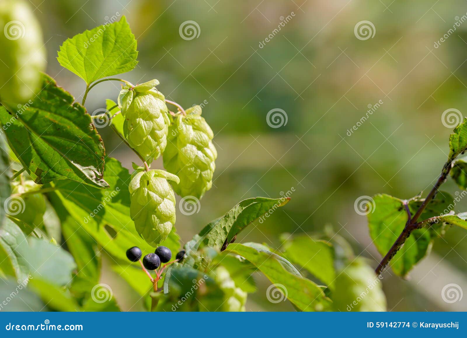 Humulus Lupulus Flowers, Also Called Hops Stock Photo - Image of leaf ...