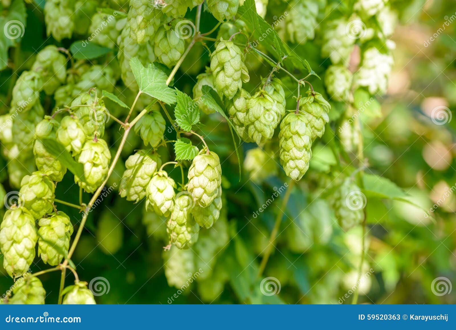 Humulus Lupulus Flowers, Also Called Hops Stock Image - Image of growth ...