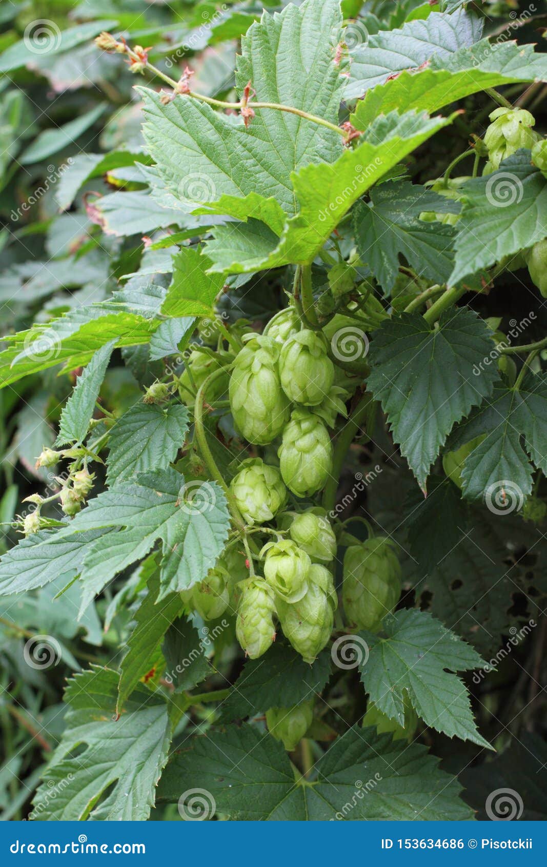 Humulus Lupulus. Growing Hops on a Summer Day Stock Photo - Image of ...