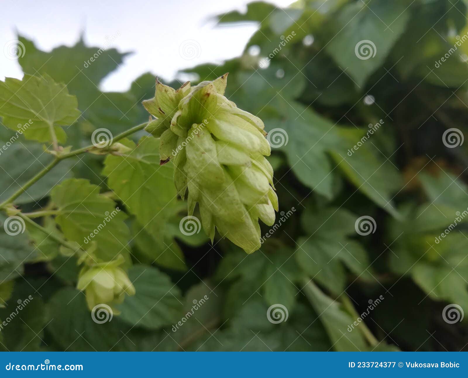 Humulus lupulus, hop stock image. Image of fruit, green - 233724377