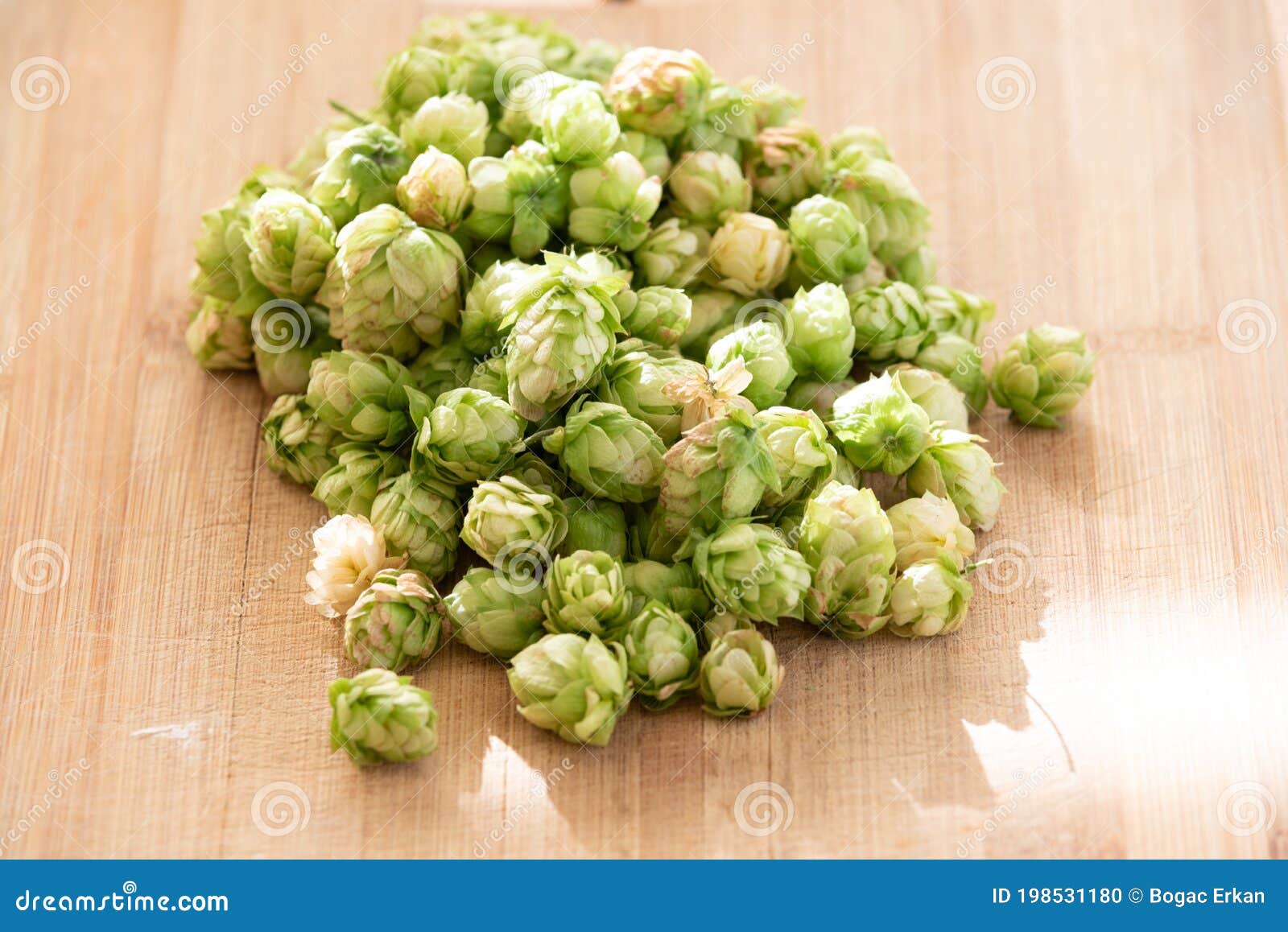 Humulus Lupulus stock photo. Image of bira, herbal, home - 198531180