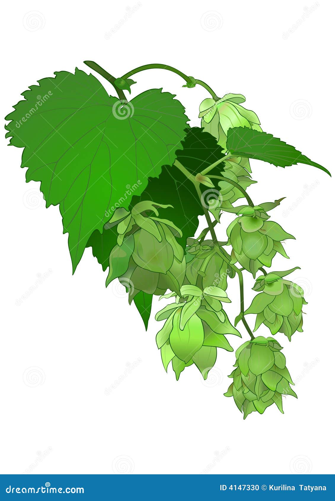 Humulus lupulus(lat.), stock illustration. Illustration of figure - 4147330