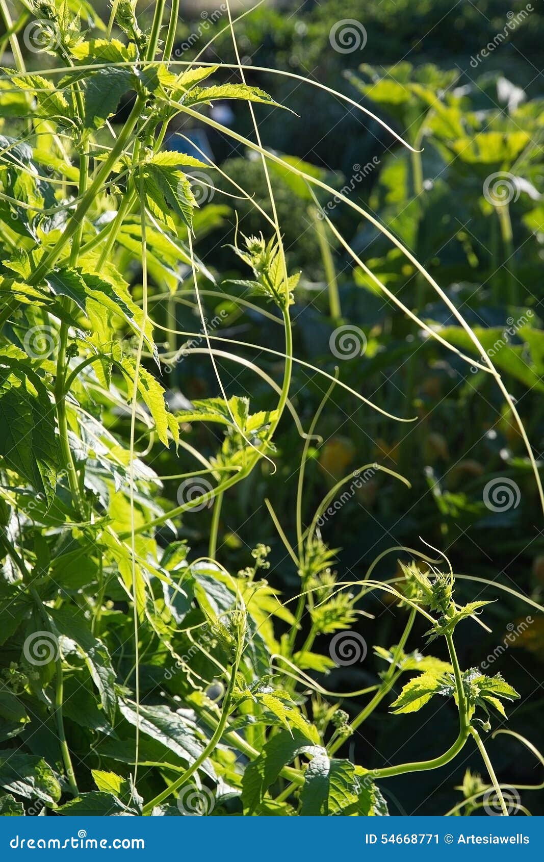 Humulus lupus growing stock image. Image of climbing - 54668771