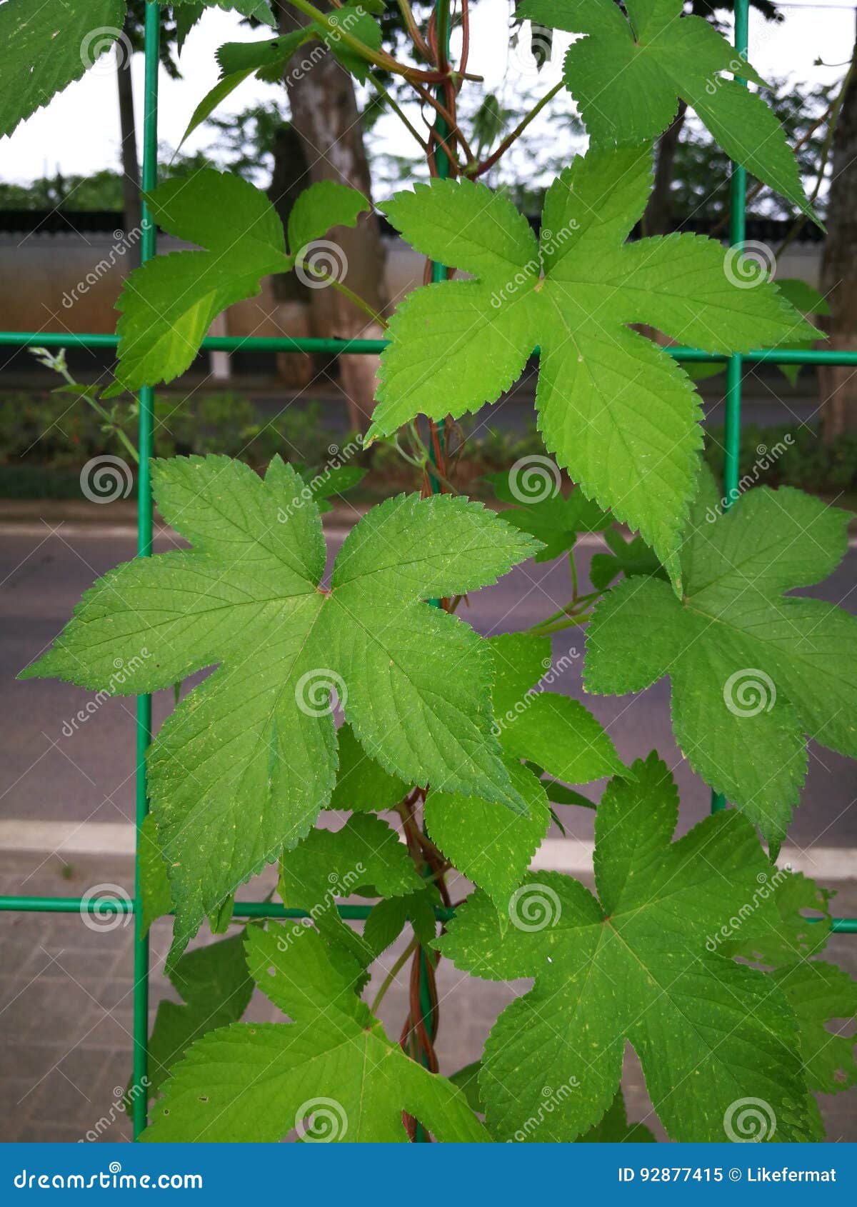Humulus scandens stock image. Image of humulus, scandens - 92877415
