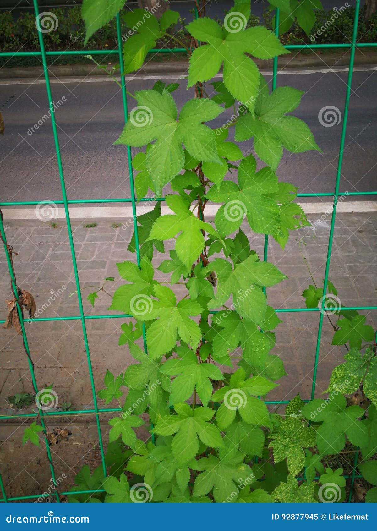 Humulus scandens stock image. Image of tree, humulus - 92877945