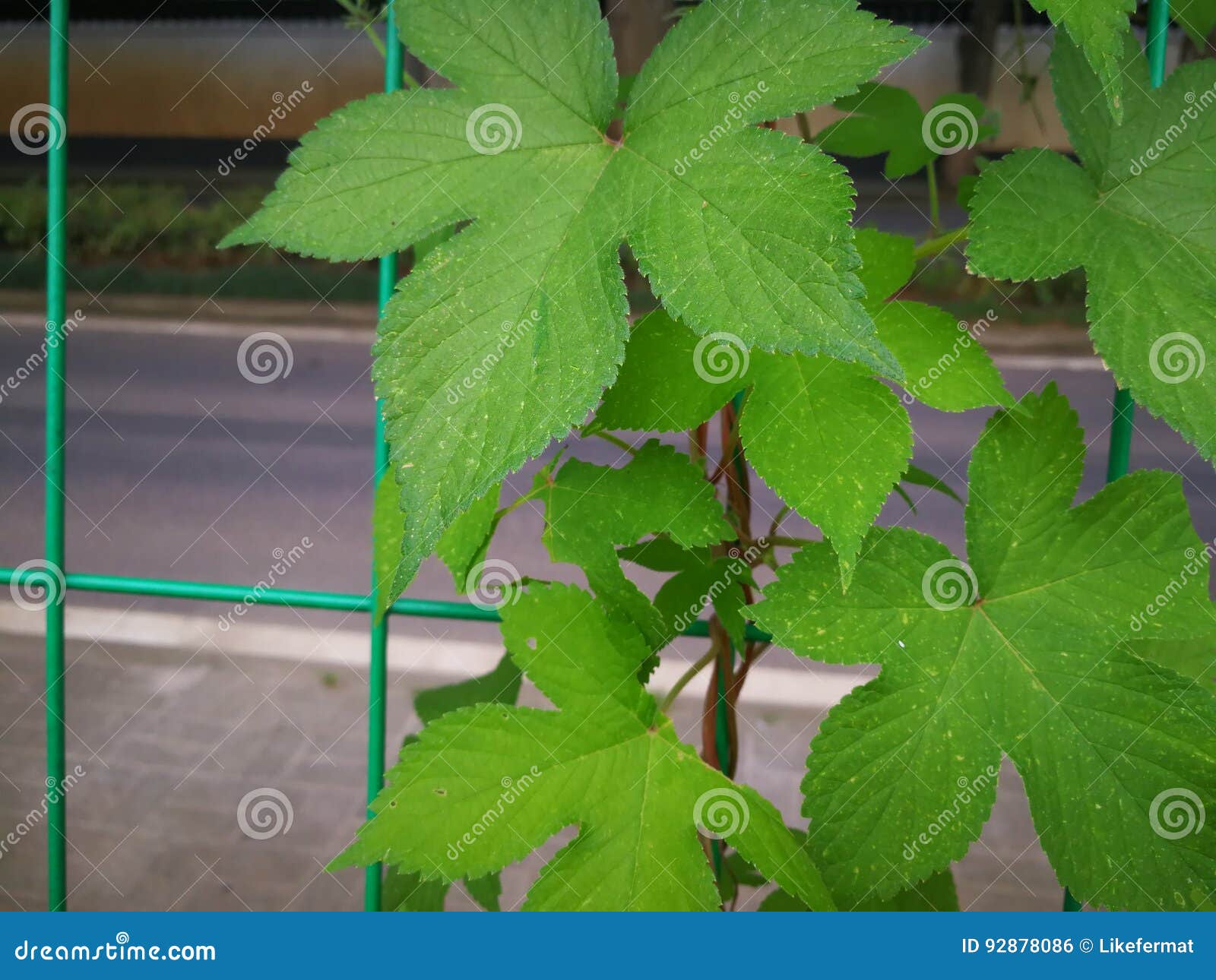 Humulus Scandens Female Flower Stock Photo | CartoonDealer.com #199807872