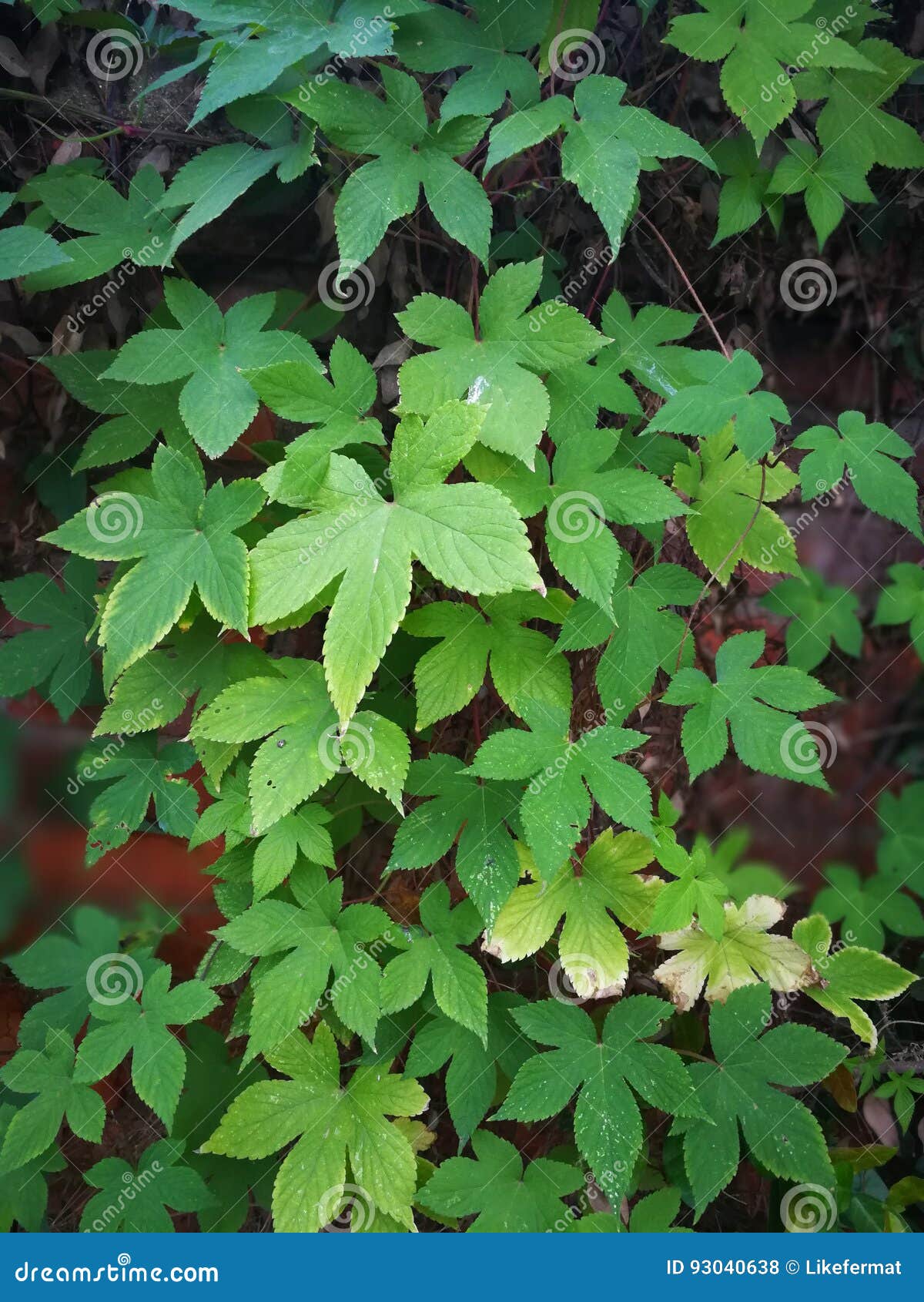 Humulus Scandens Female Flower Stock Photo | CartoonDealer.com #199807872
