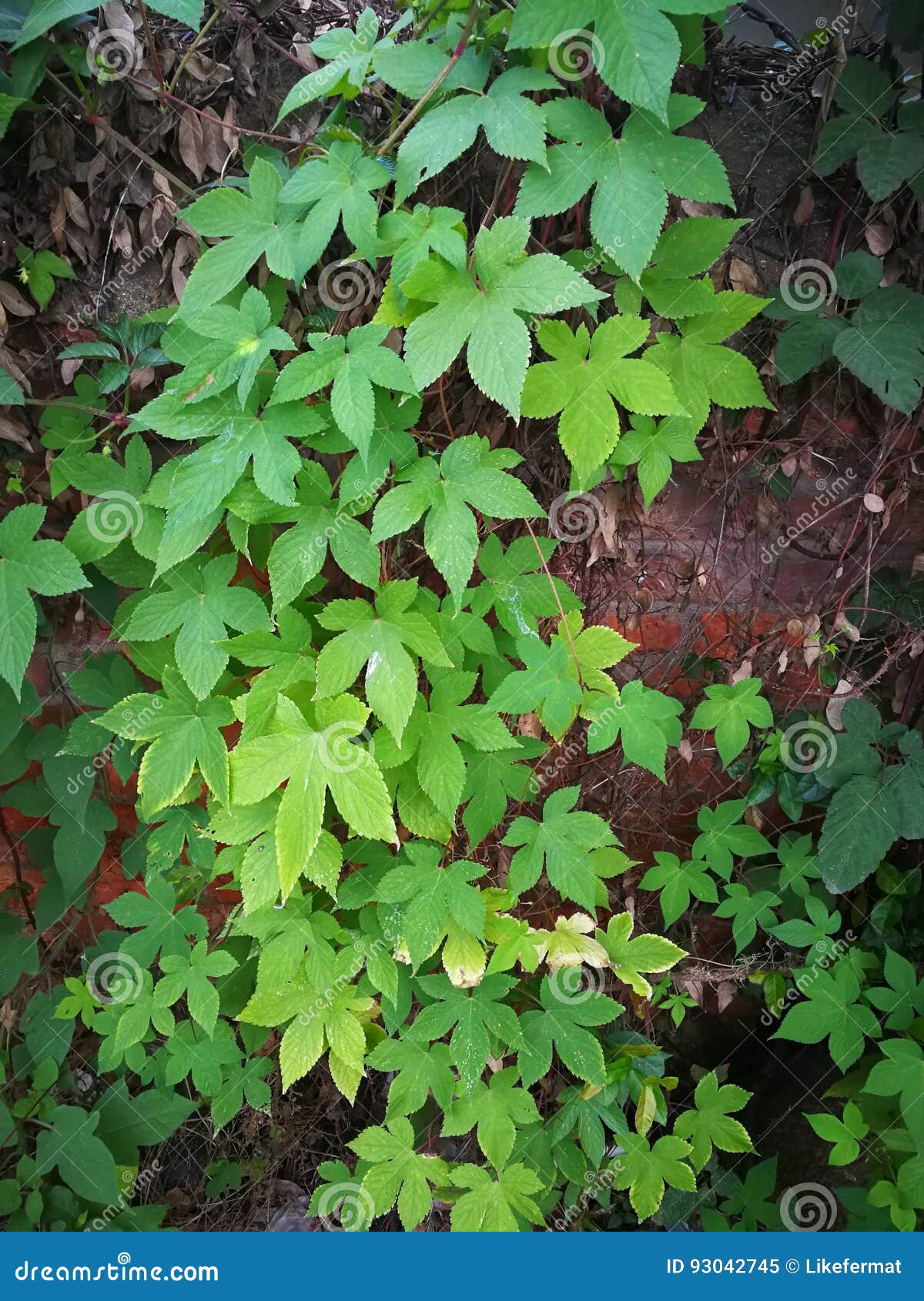 Humulus scandens stock image. Image of plant, humulus - 93042745