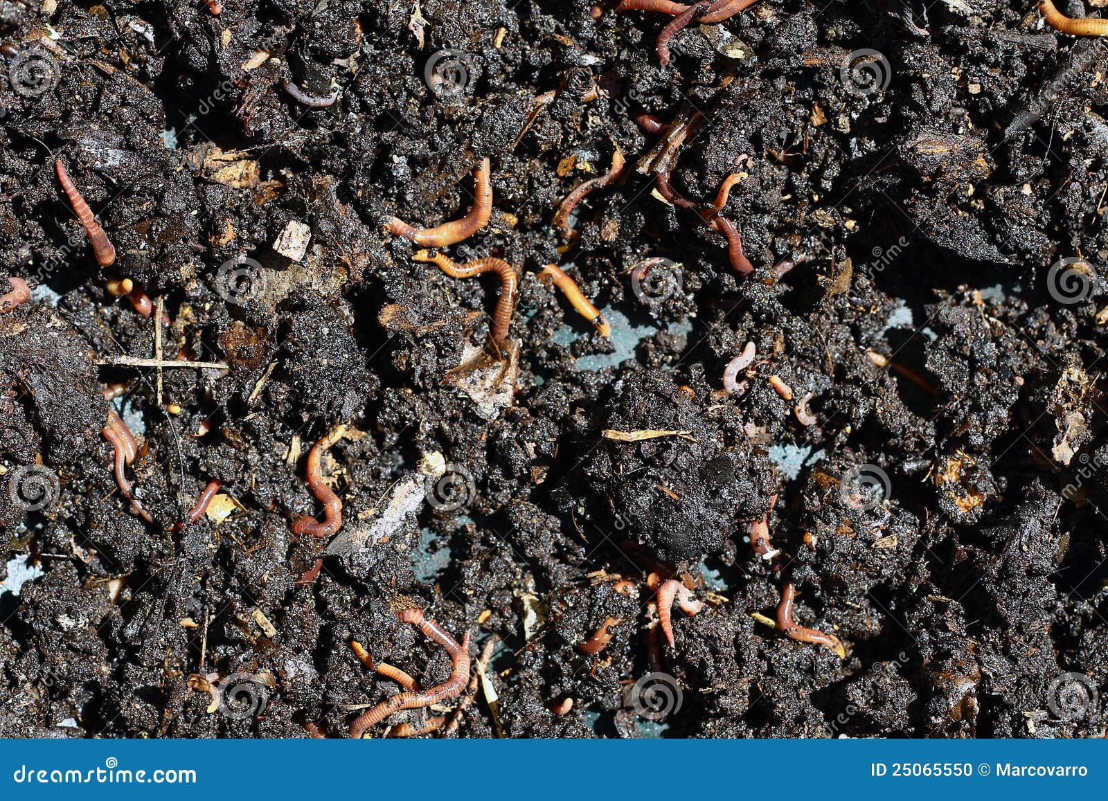Humus Avec Des Vers De Terre Photo stock - Image du rayé, personne ...