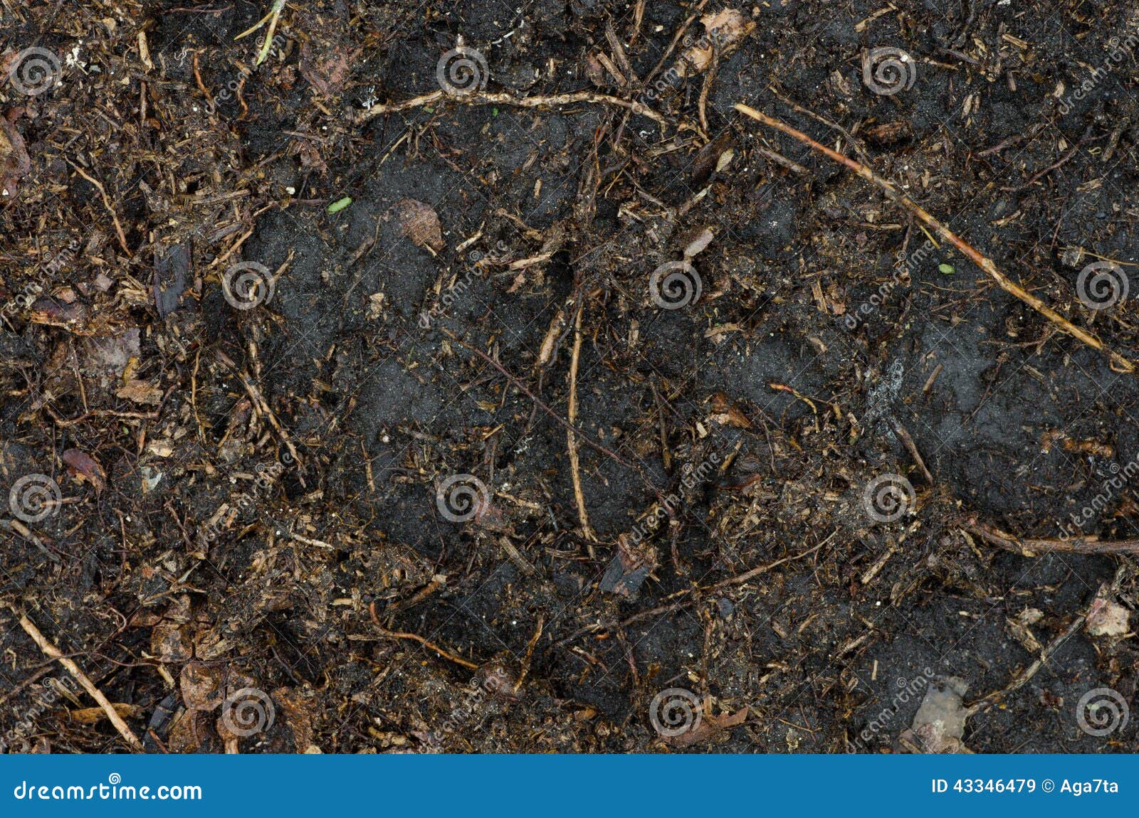 Humus soil stock image. Image of forest, nature, background - 43346479