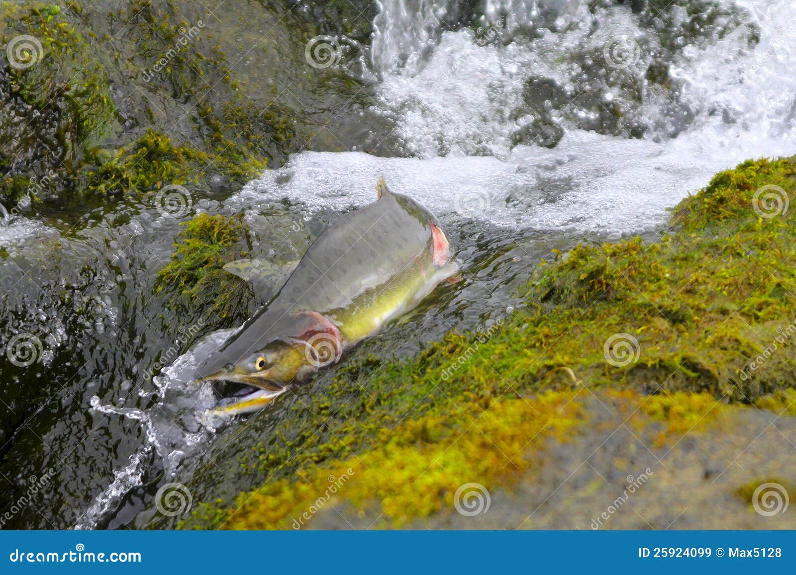 Hunchback Salmon (Oncorhynchus Gorbuscha) 6 Stock Image - Image of ...