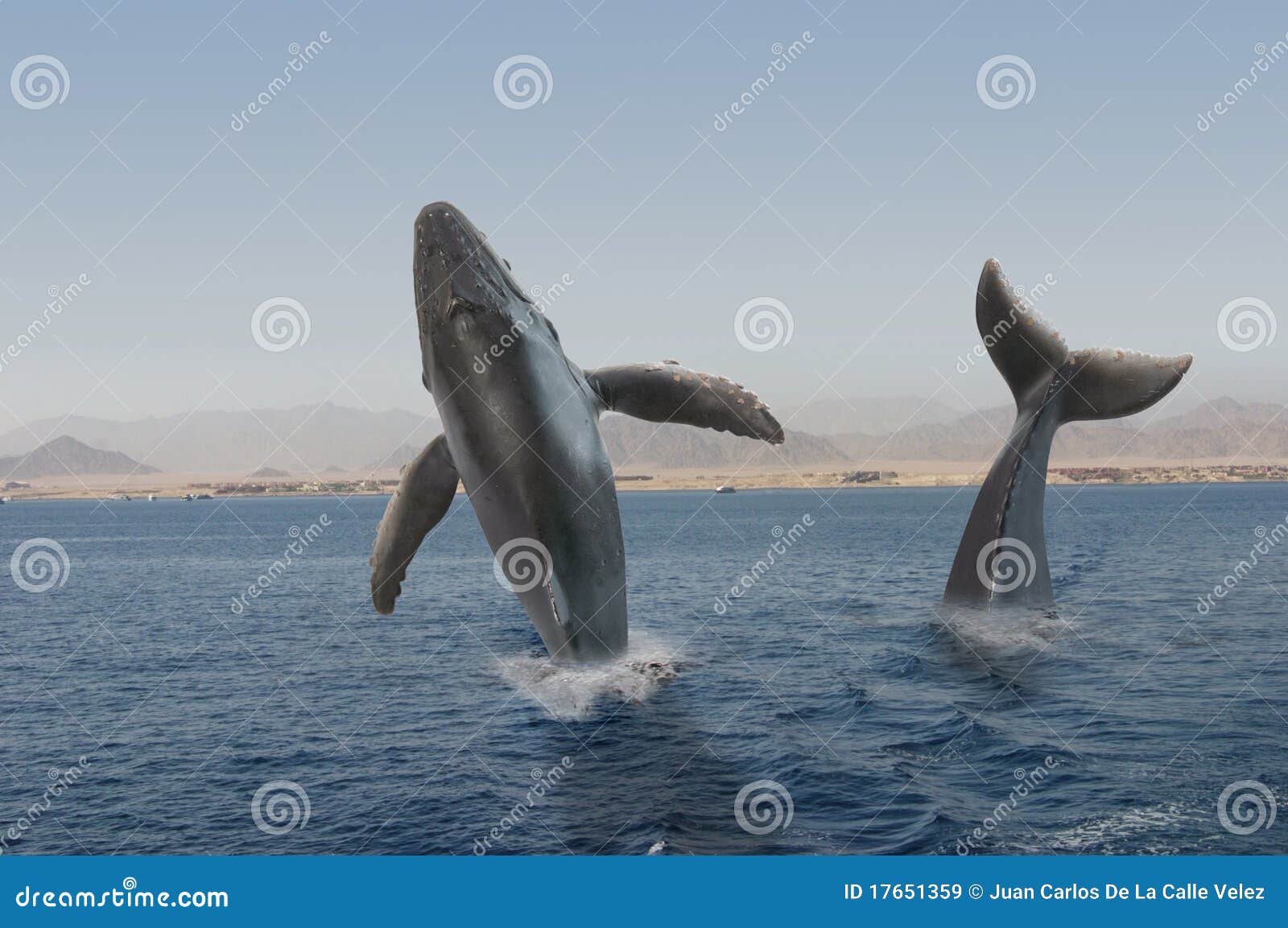 Hunchback whales stock image. Image of sealife, conservation - 17651359
