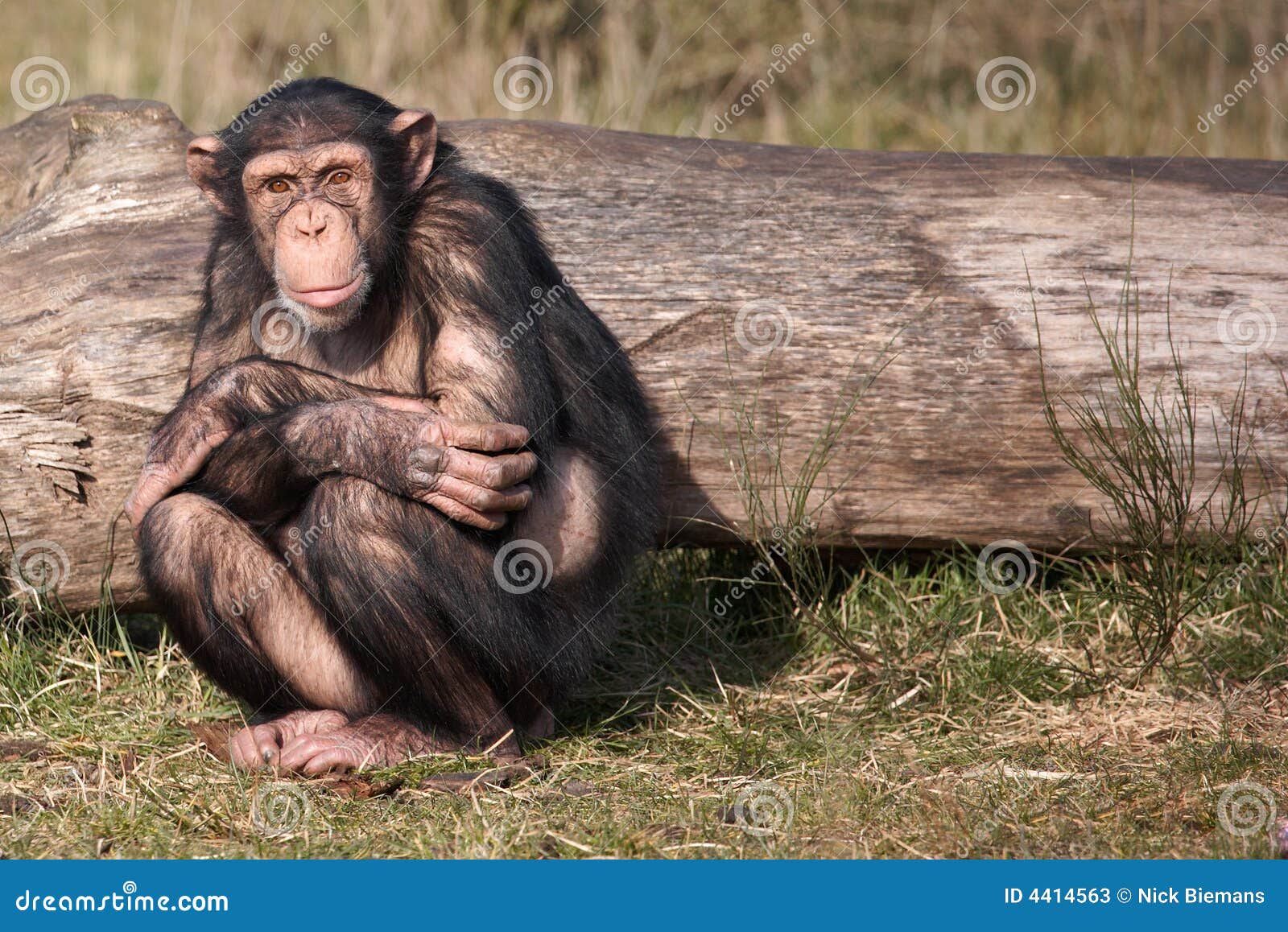 A hunched Chimpanzee stock image. Image of human, monkey - 4414563