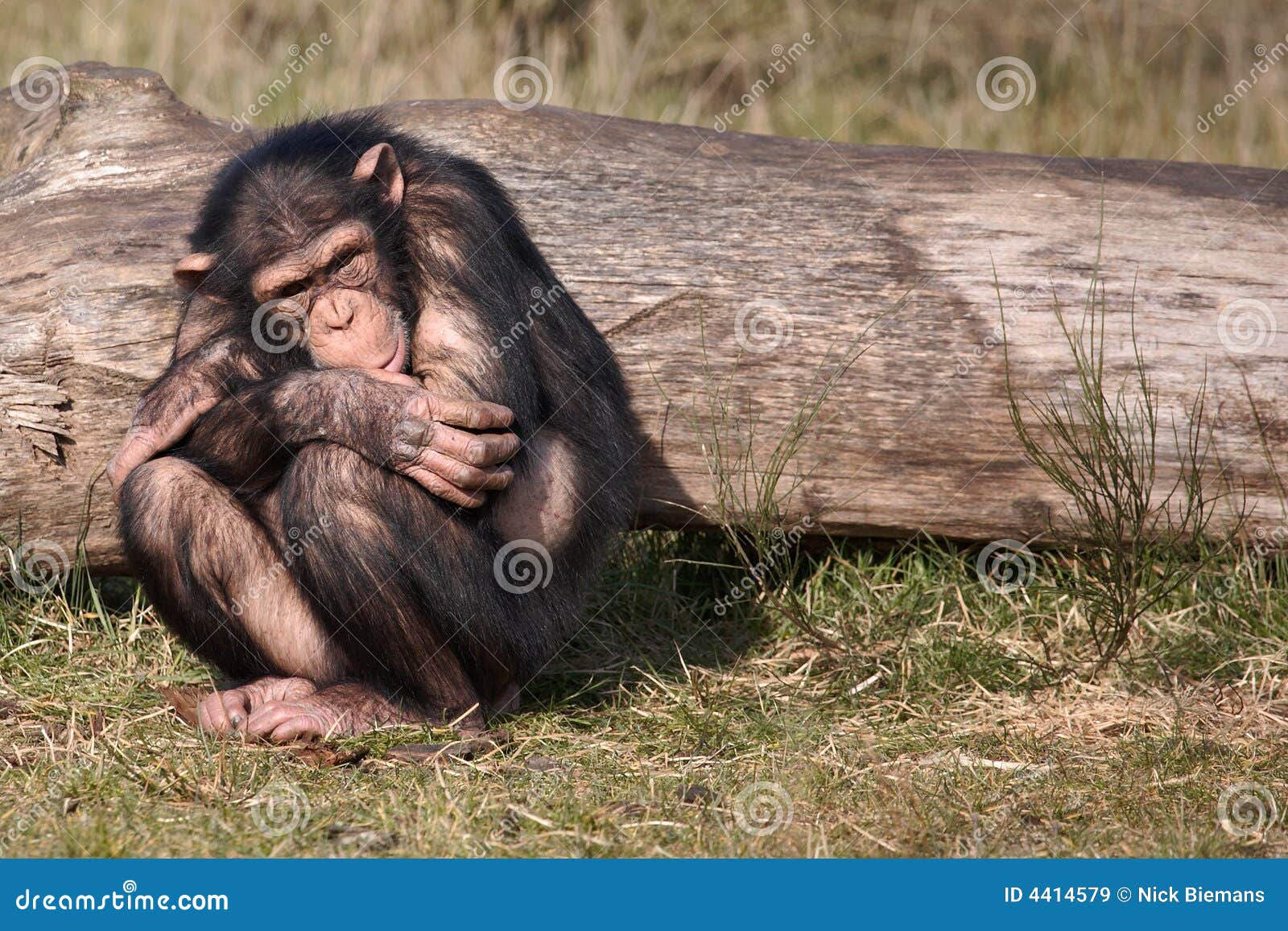 A hunched Chimpanzee stock image. Image of fauna, chimp - 4414579