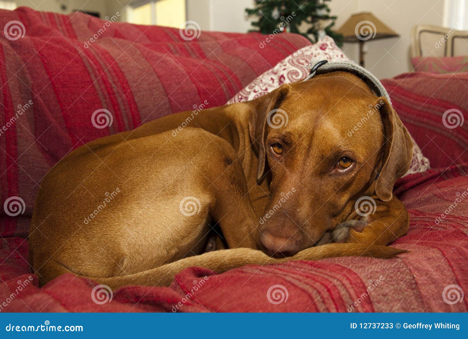Hund, Der Auf Sofa Stillsteht Stockbild - Bild von tier, wohnsitz: 12737233
