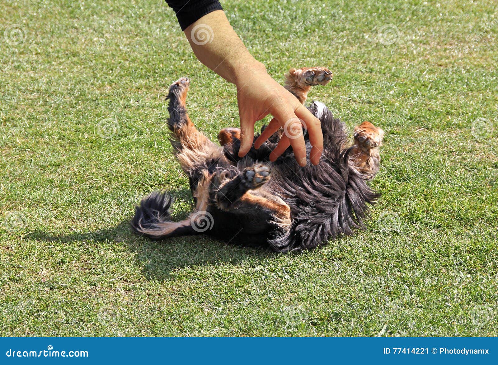 Hund, der gekitzelt wird stockbild. Bild von tatzen, hand - 77414221