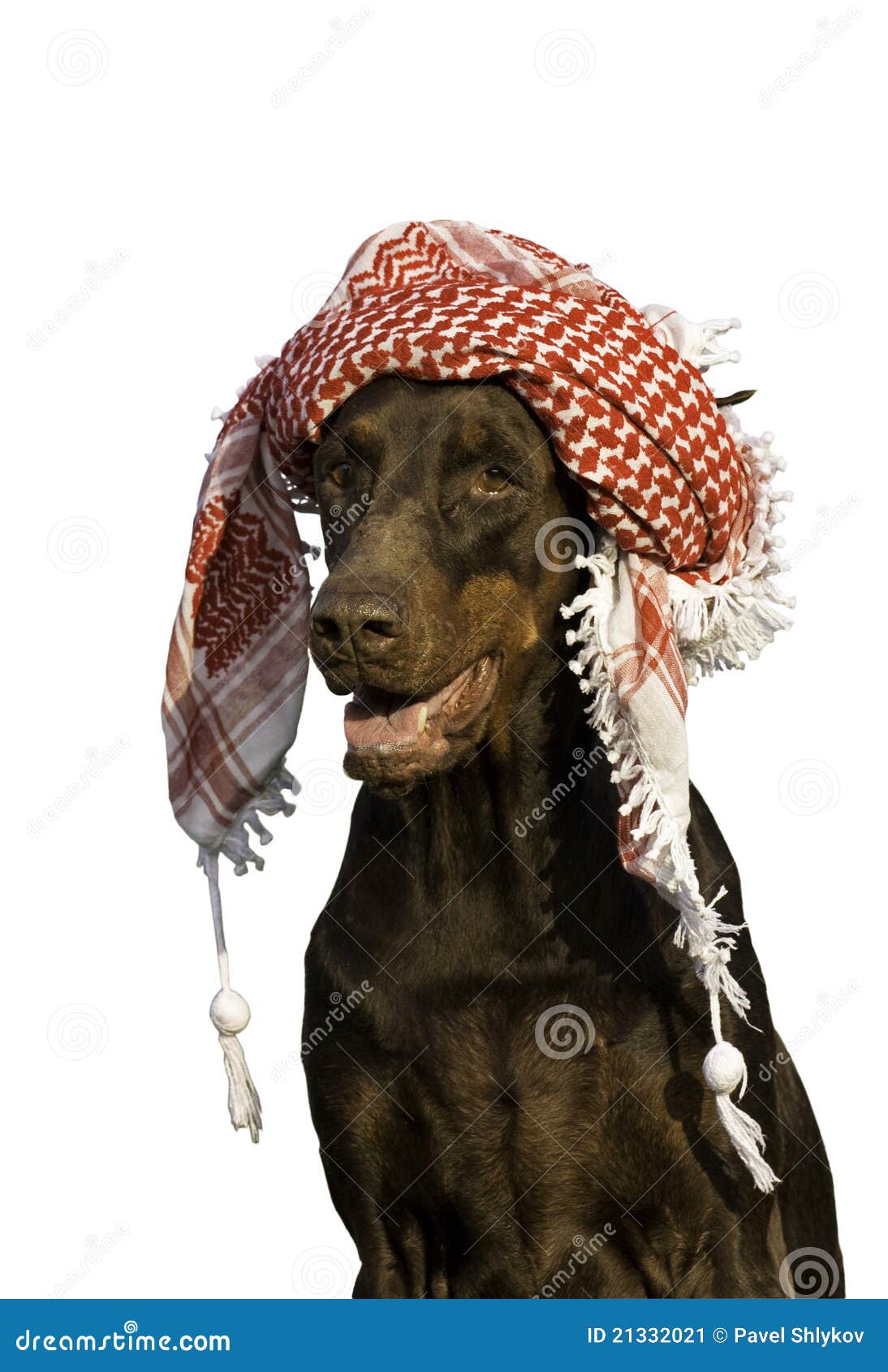 Hund im Hut. stockbild. Bild von schauen, tuch, nomade - 21332021
