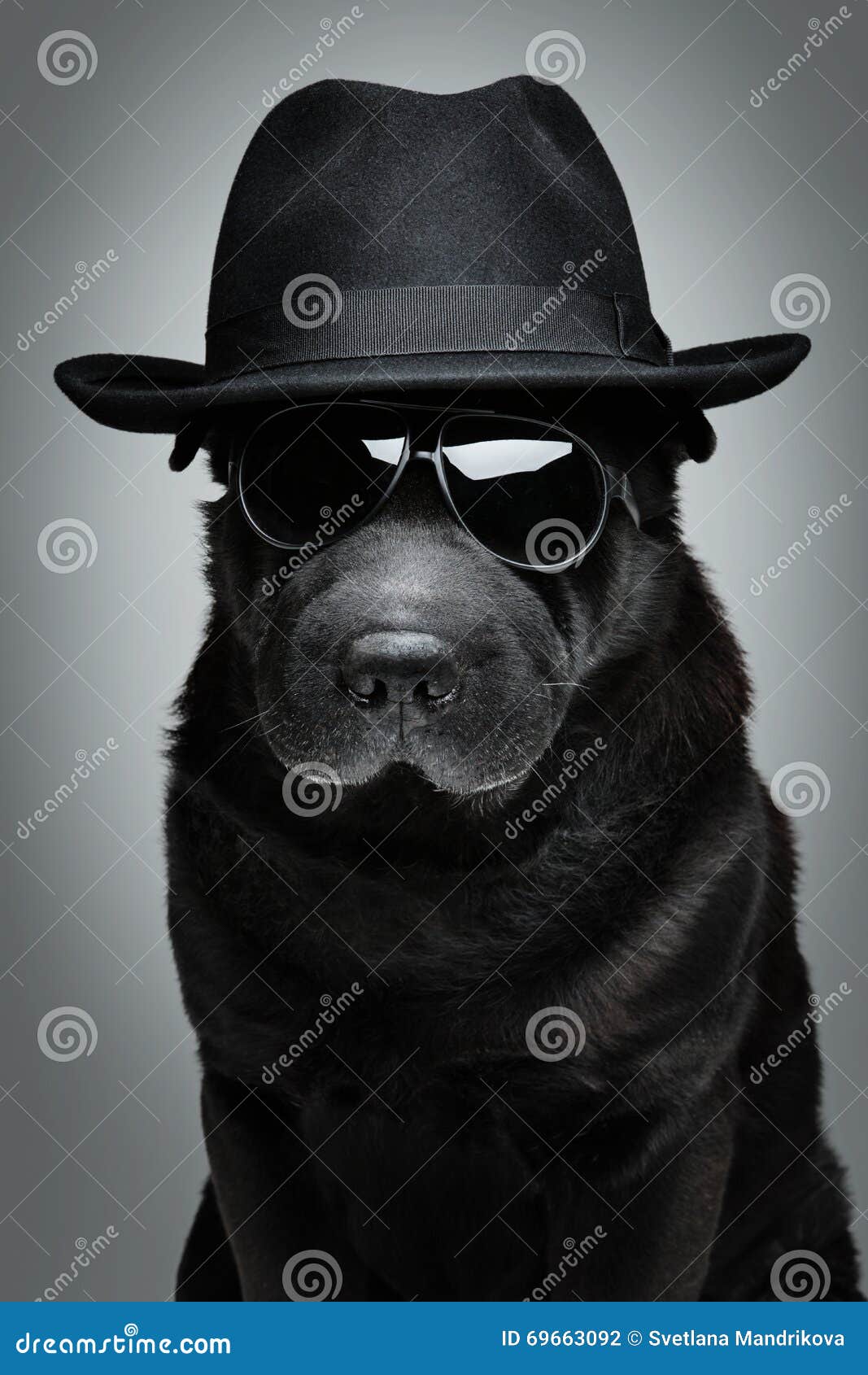Hund Im Hut Und in Der Sonnenbrille Stockfoto - Bild von kopf ...