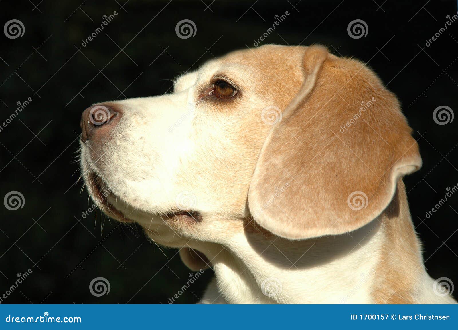 Hund im Profil stockbild. Bild von schätzchen, loyalität - 1700157