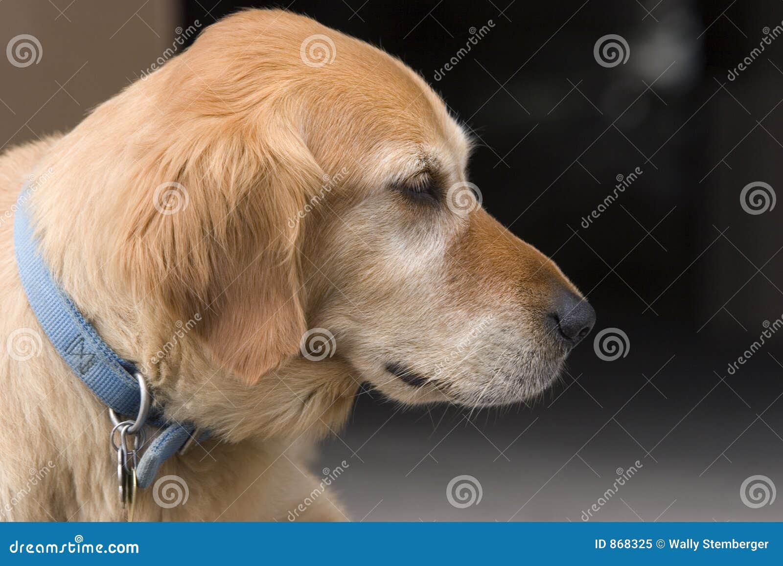 Hund im Profil stockbild. Bild von haustier, schnauze, freund - 868325