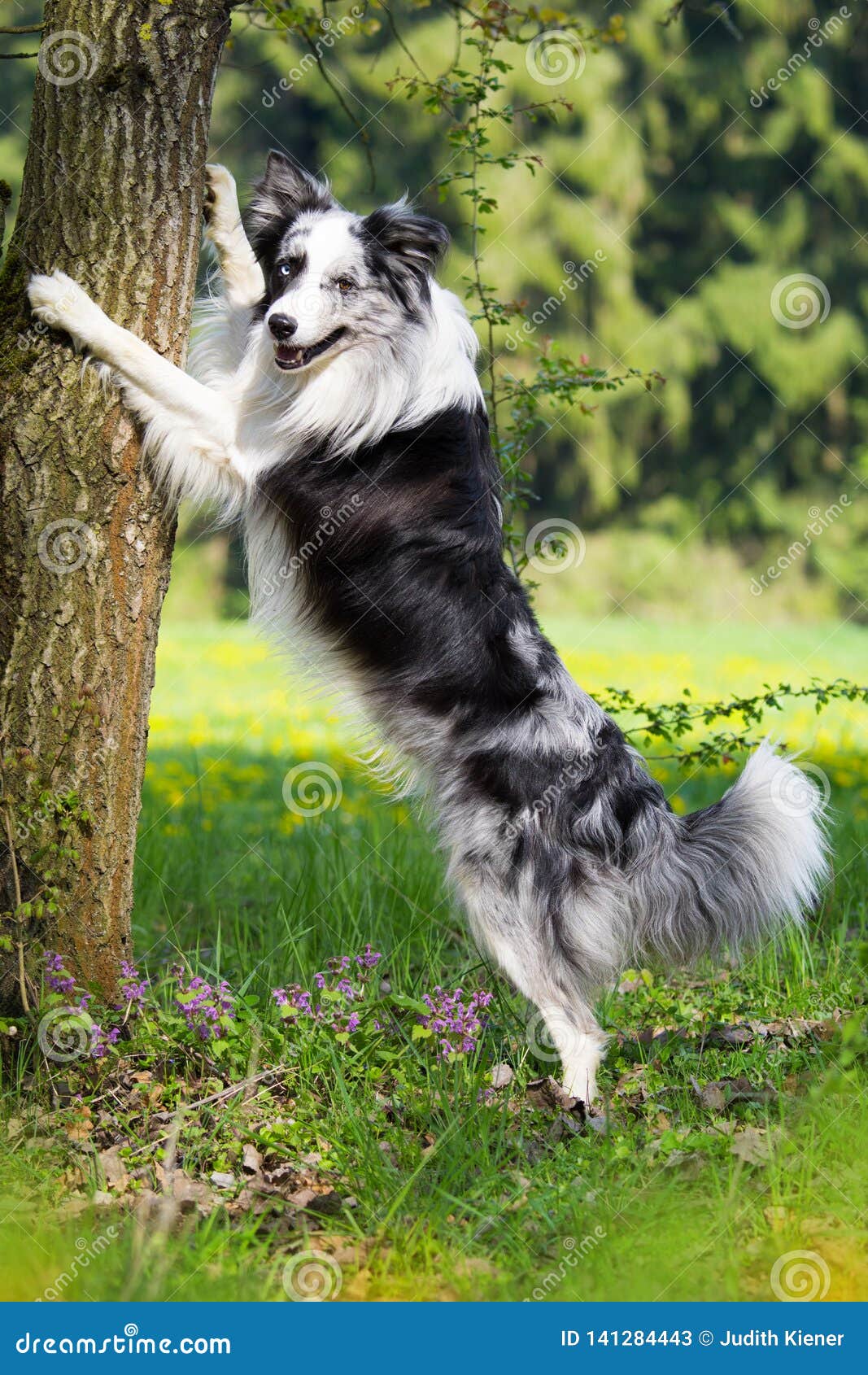 Border Collie Dog Leaning with His Forepaws on a Tree Stock Image ...
