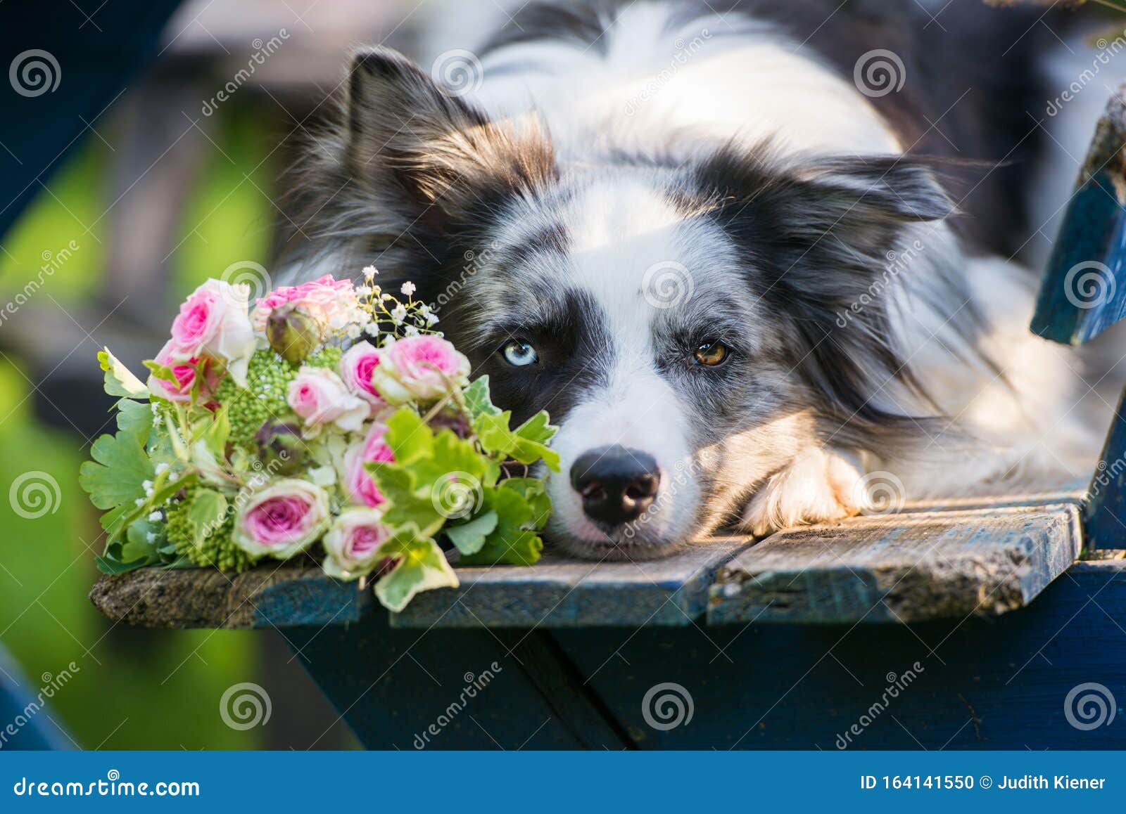 Portrait of a Border Collie Dog with a Roses Flower Bouquet Stock Photo ...